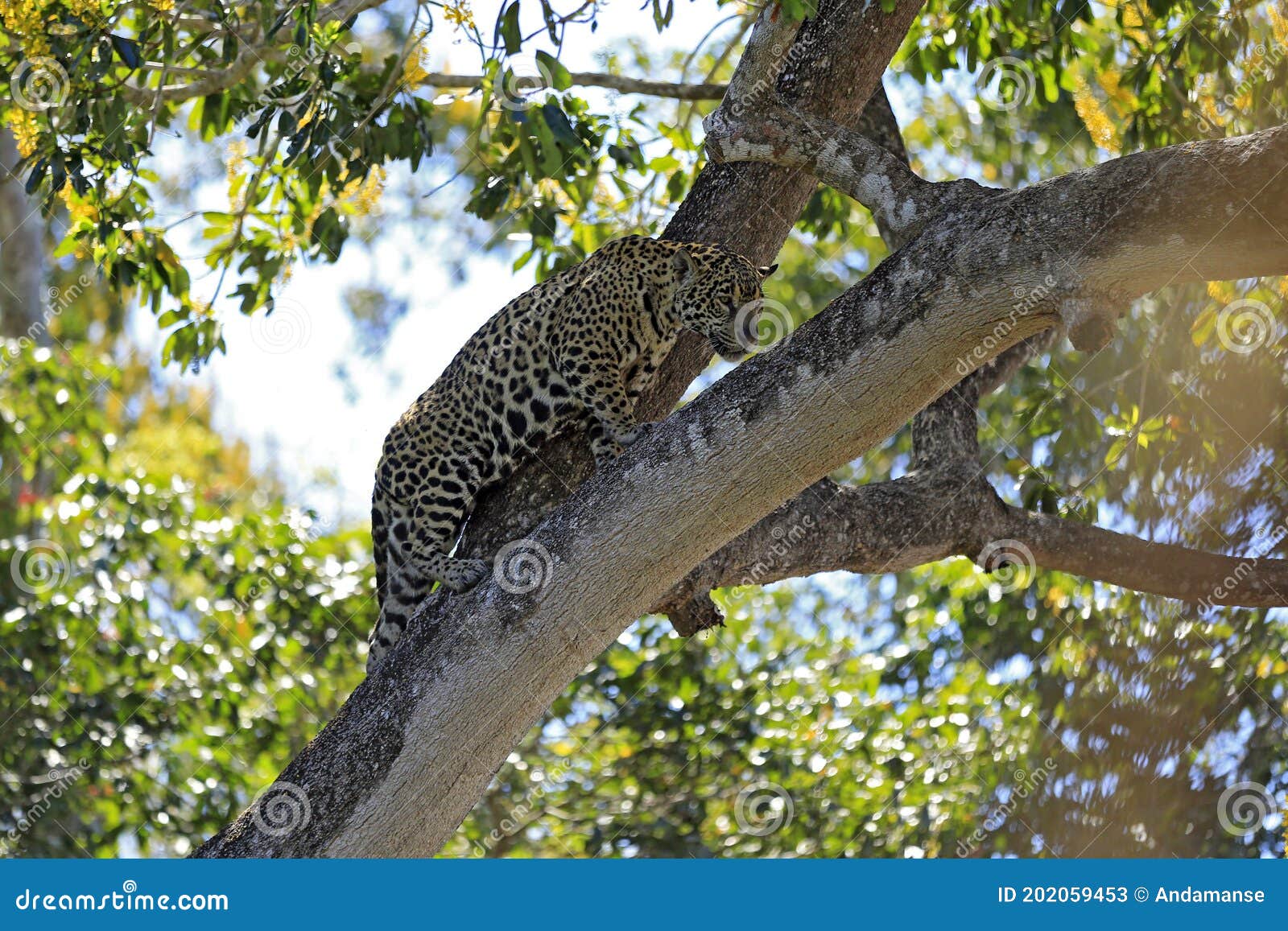 Jaguar Climbing a Tree stock image. Image of porto, large - 202059453