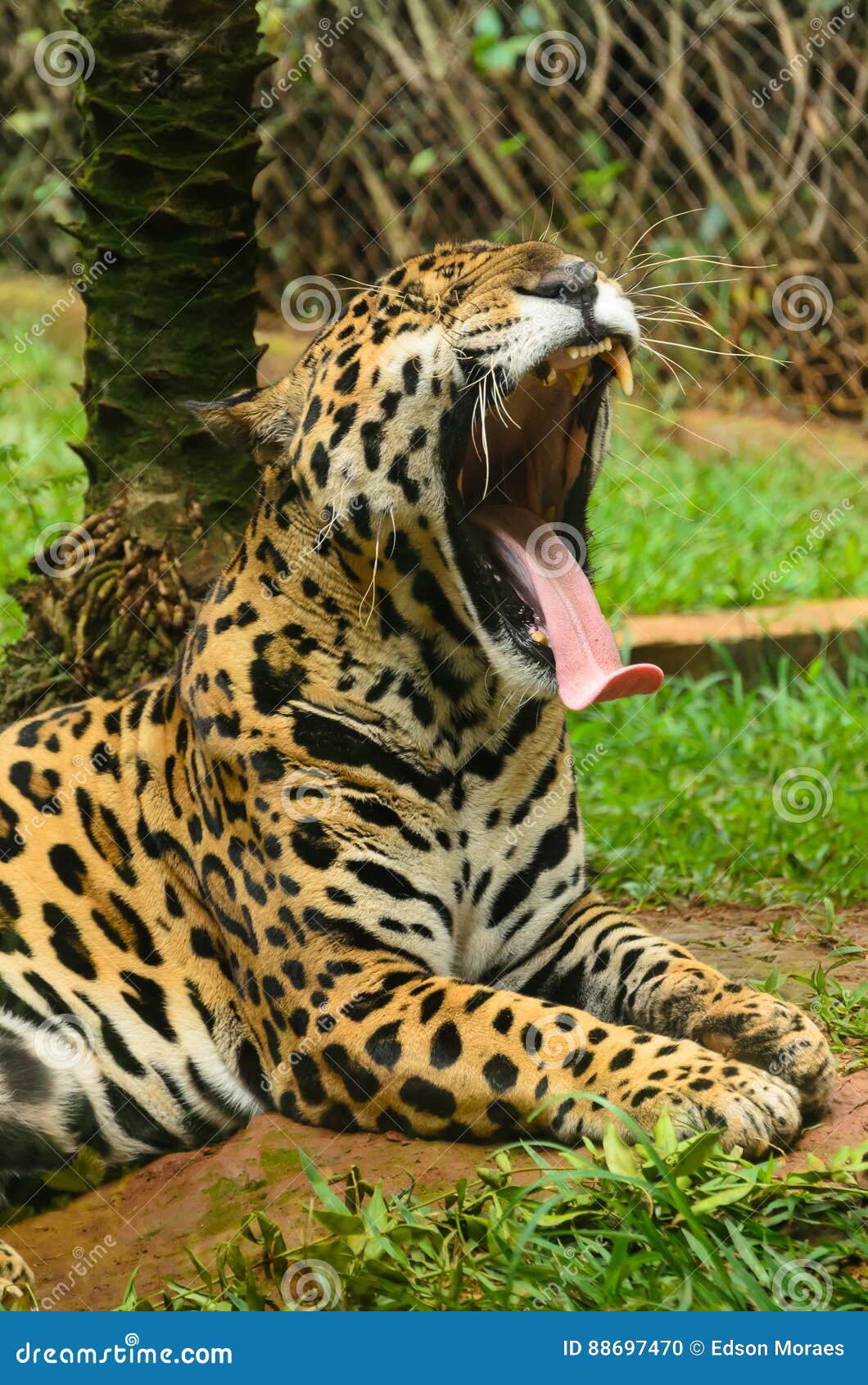 Jaguar stock photo. Image of predator, background, wildlife - 88697470