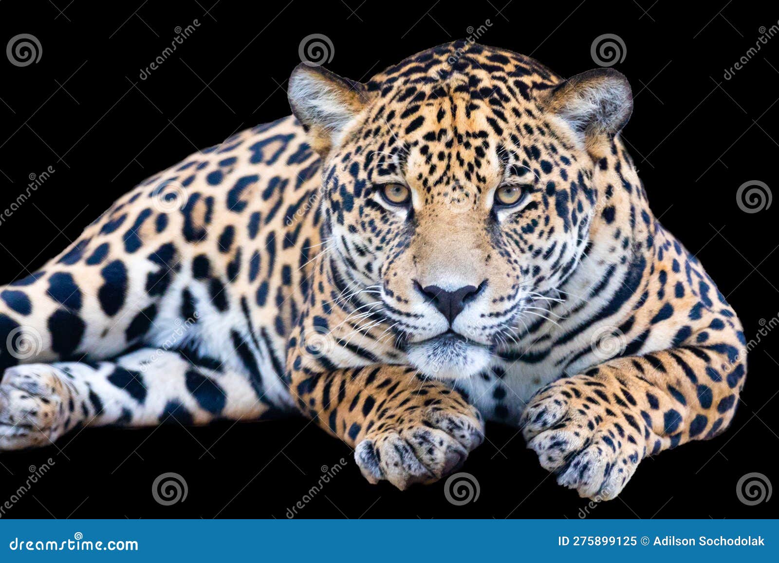 Jaguar Conhecido Como Onca Pintada Isolada Em Fundo Preto Imagem de ...