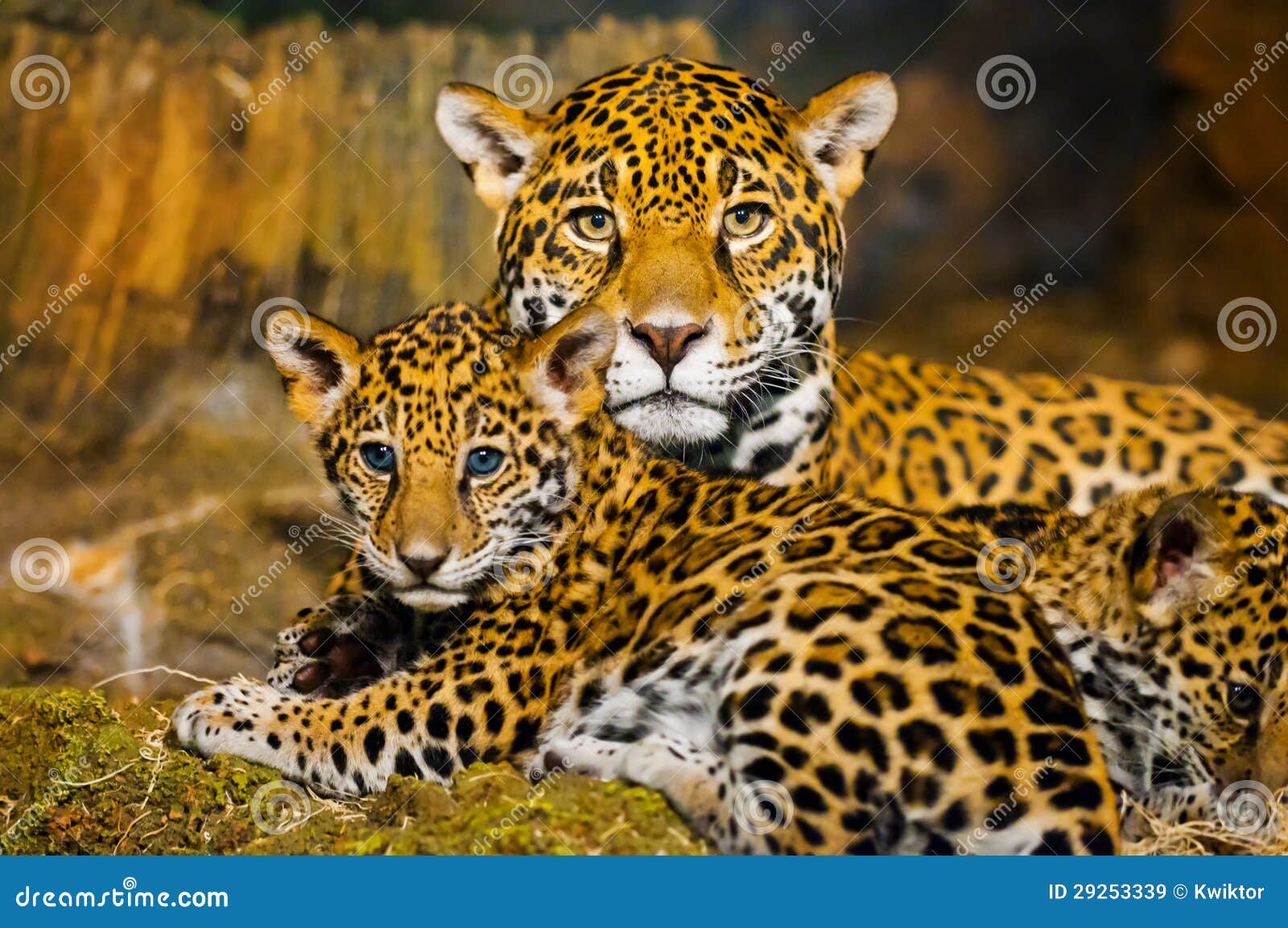 Baby Jaguar Cubs