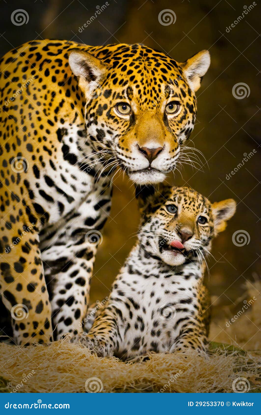 Jaguar Cubs stock photo. Image of beauty, portrait, face - 29253370