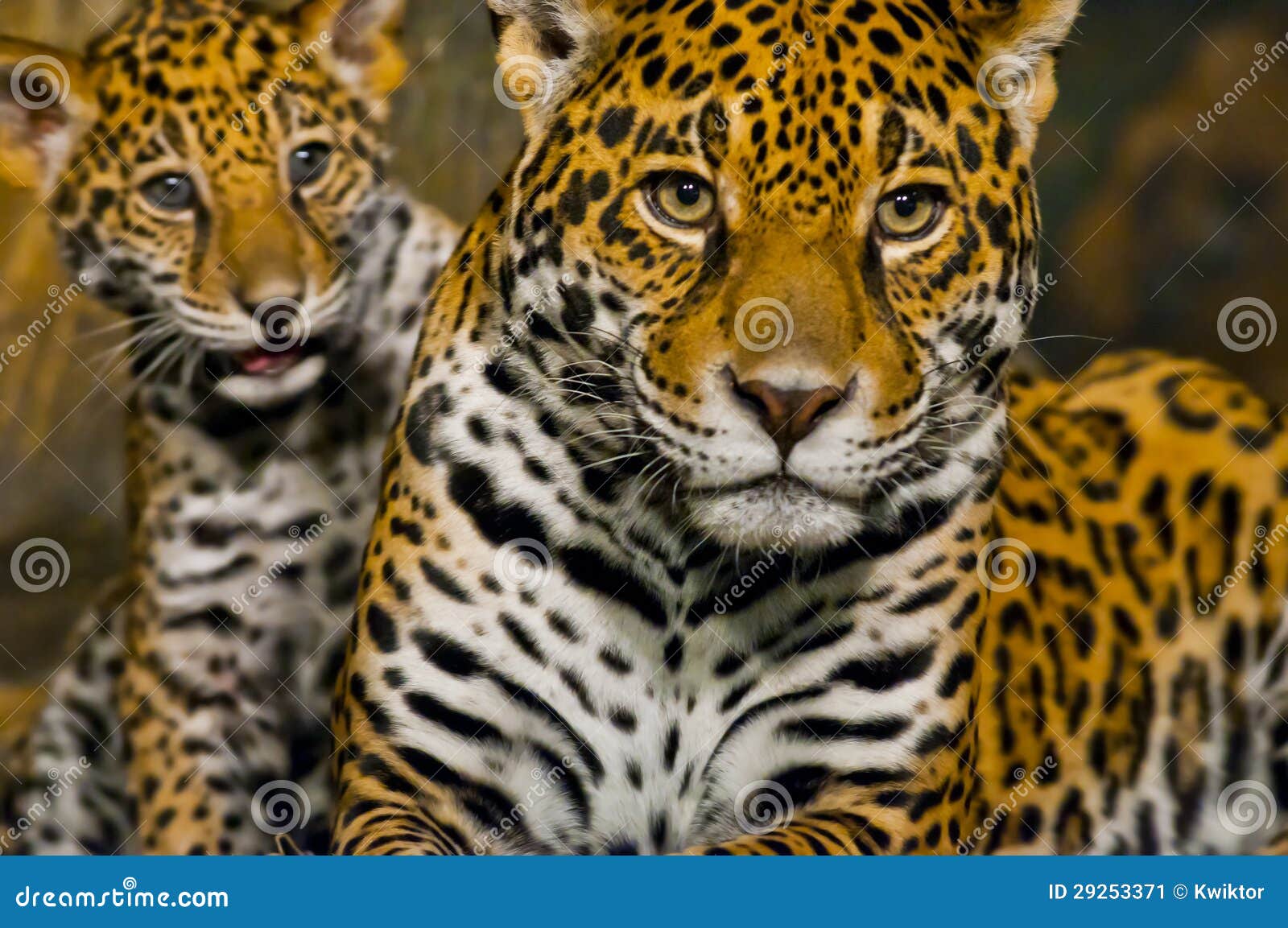 Jaguar Cubs stock image. Image of nature, asia, forest - 29253371
