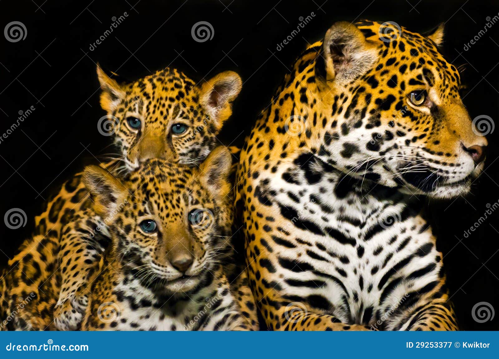 Jaguar Cubs stock image. Image of eyes, color, france - 29253377