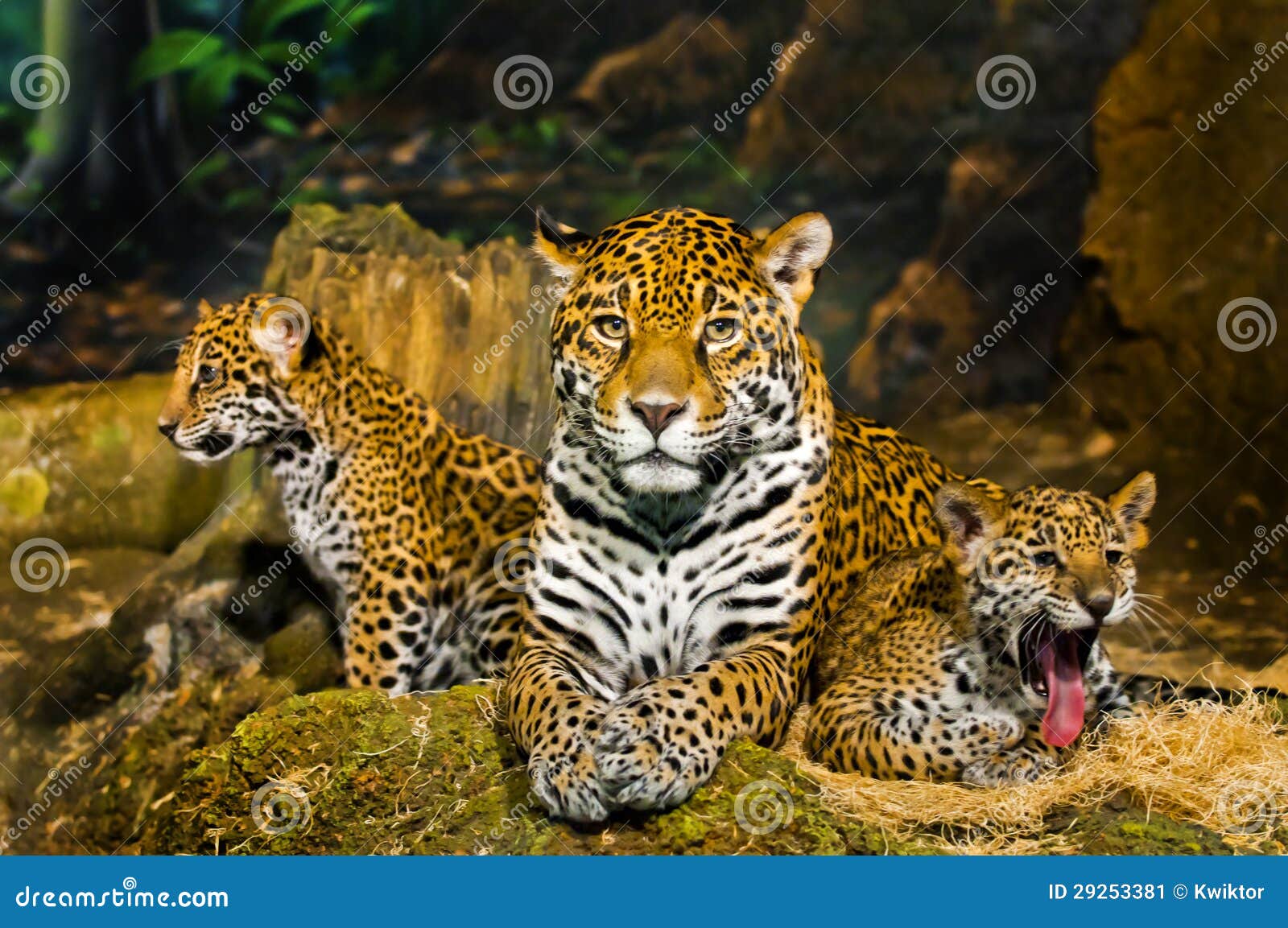 Jaguar Cubs stock image. Image of animal, france, expression - 29253381