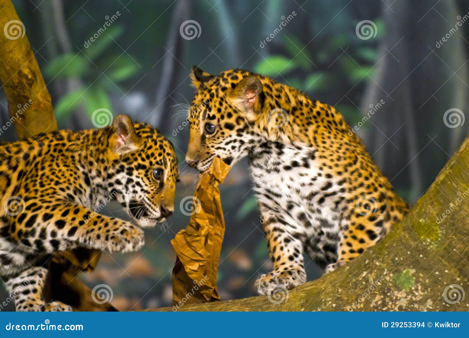 Jaguar Cubs stock photo. Image of feline, france, animal - 29253394