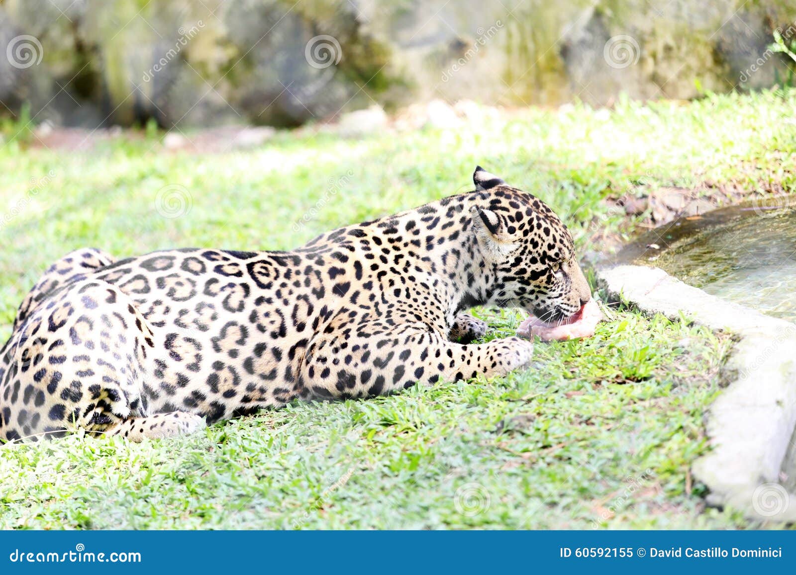 Jaguar eating his pray stock image. Image of teeth, feline - 60592155