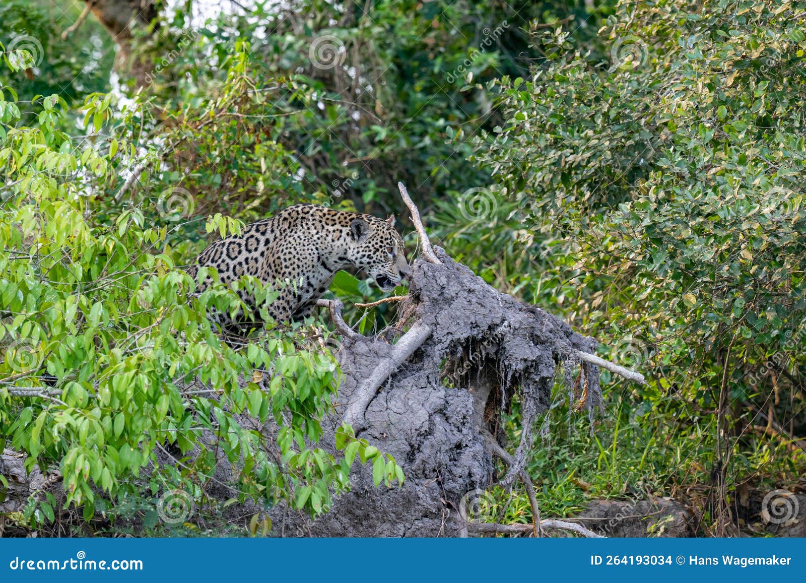 Jaguar Emerging from the Jungle Overlooking a Fallen Tree Stump Stock ...