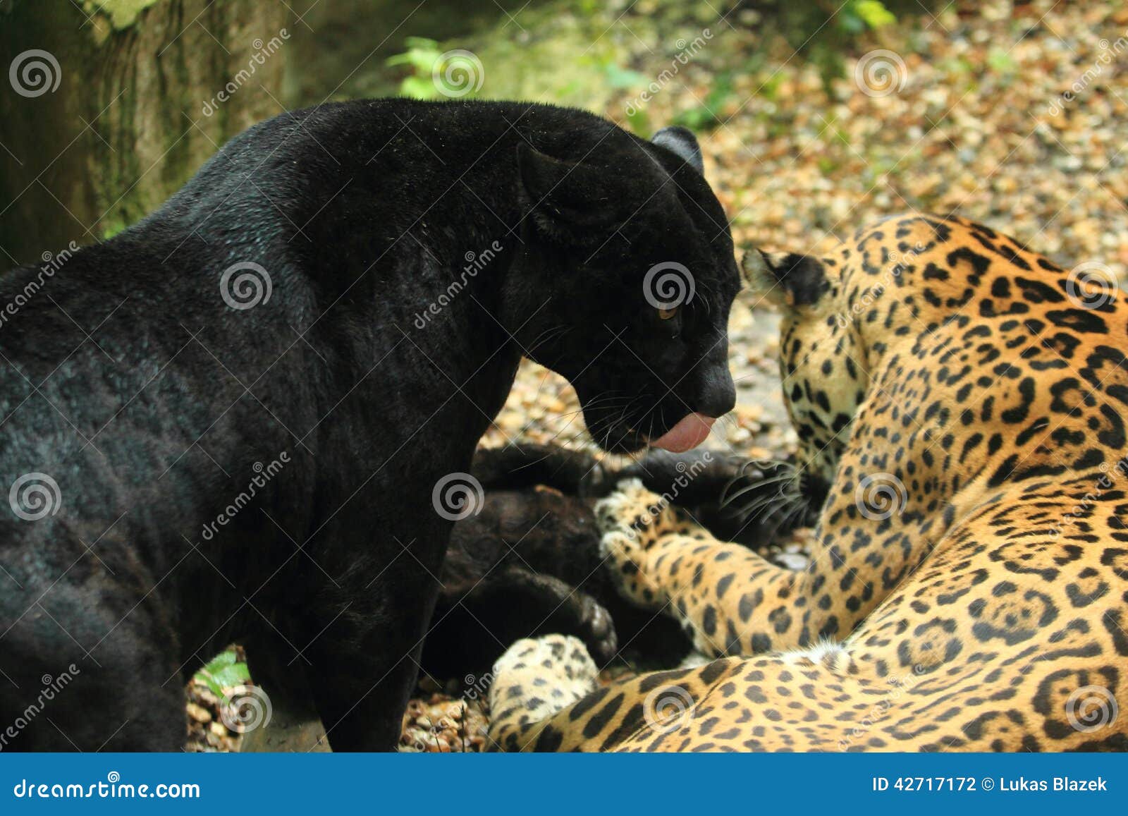 Jaguar family stock photo. Image of mammal, juvenile - 42717172