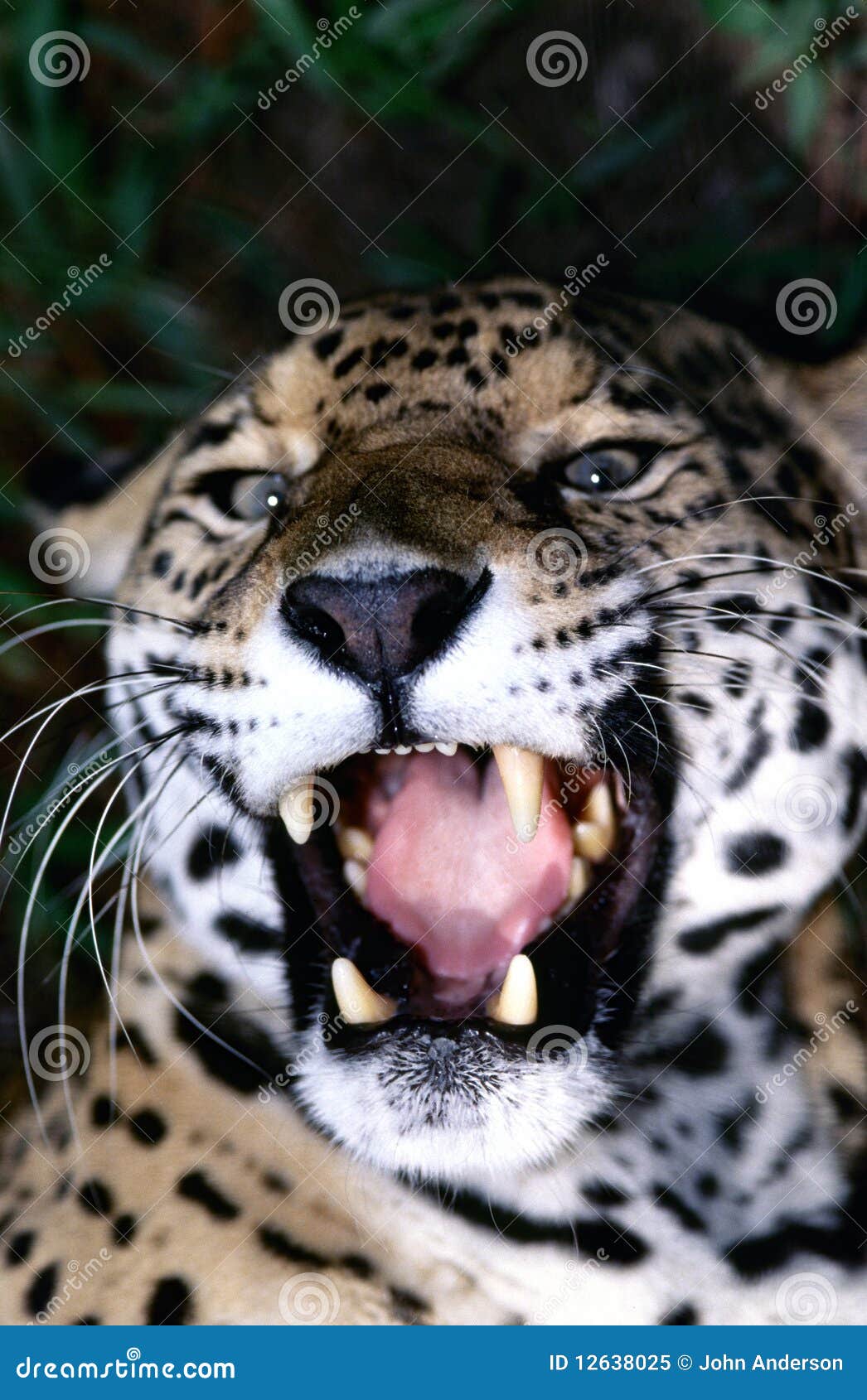 Jaguar fangs stock image. Image of roaring, celize, america - 12638025