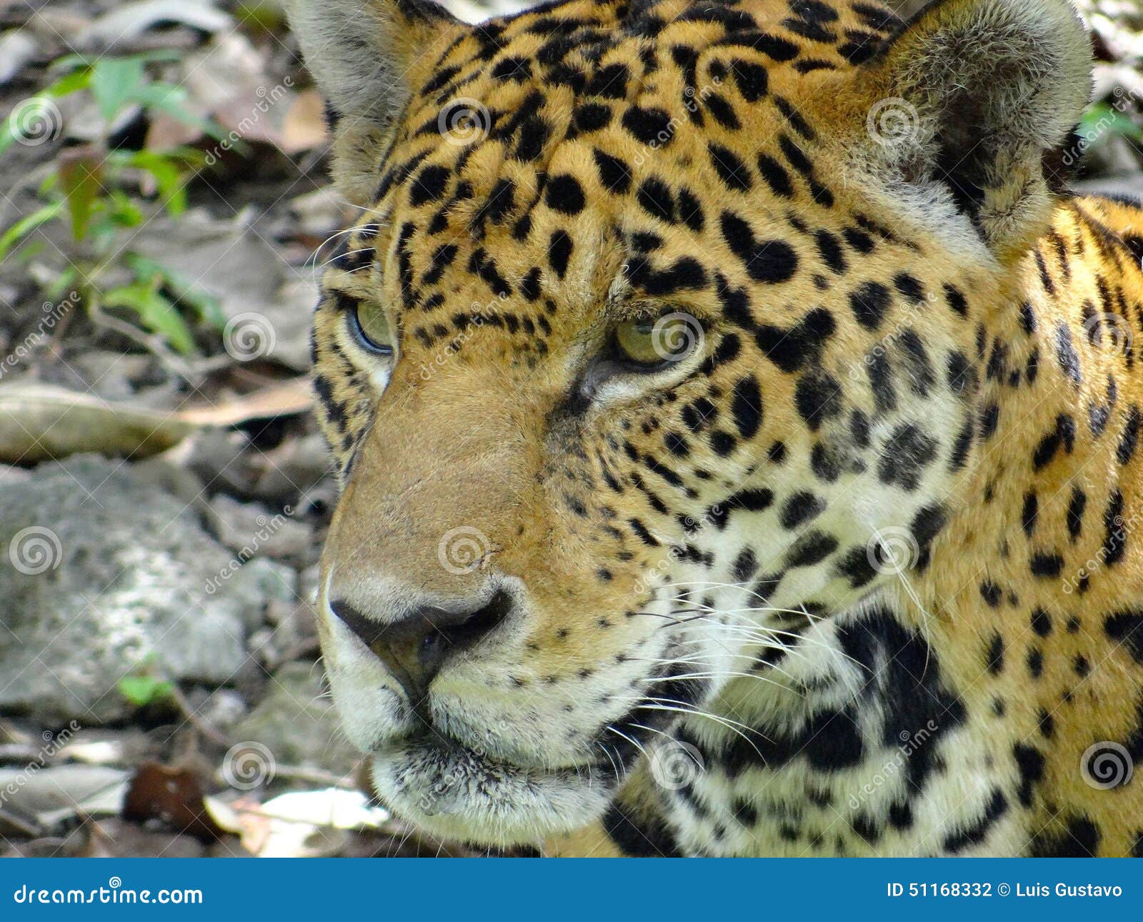 Jaguar stock photo. Image of animal, wild, feline, nature - 51168332