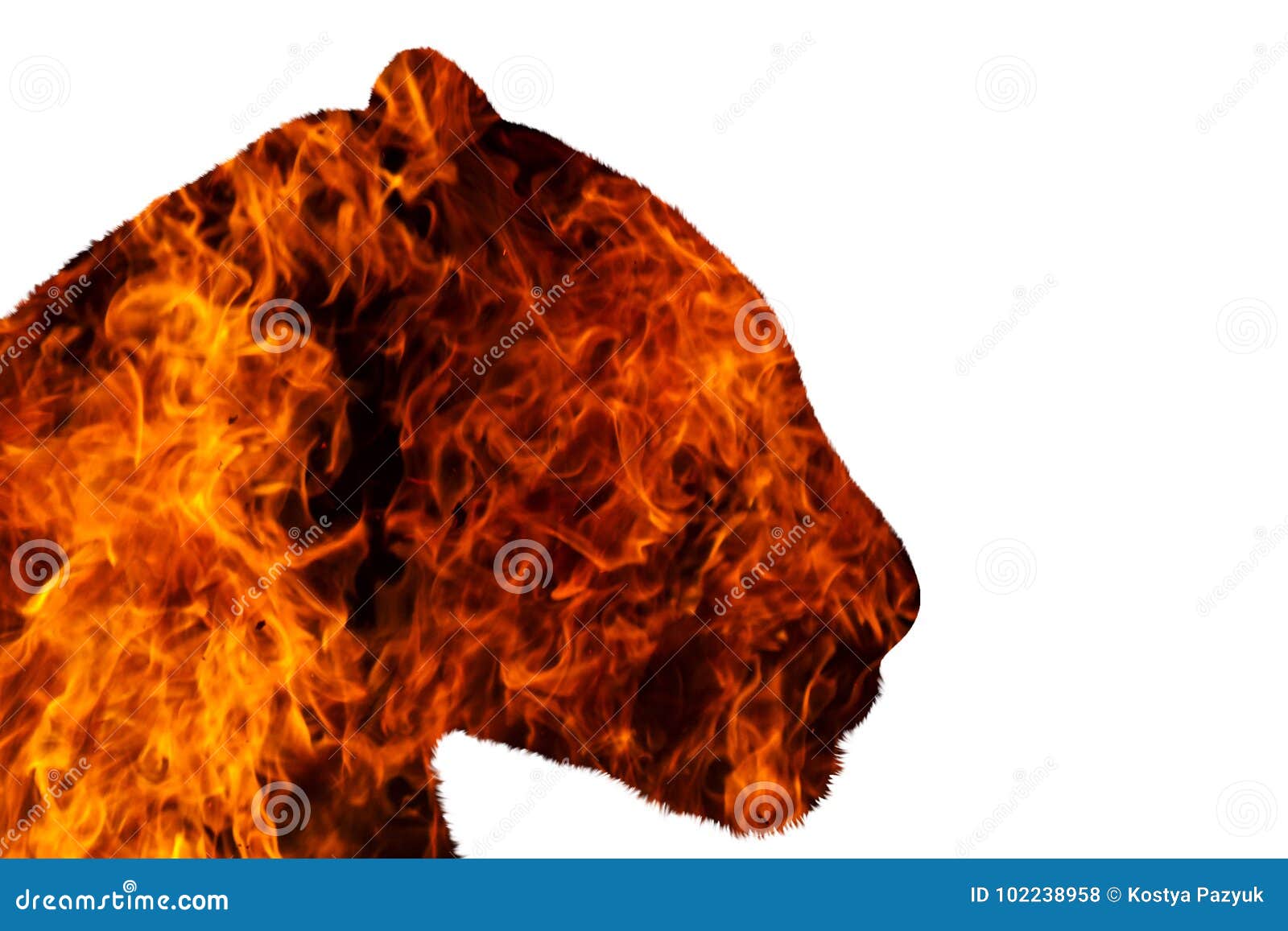 Jaguar with Fire on a White Background Stock Photo - Image of angrycat ...