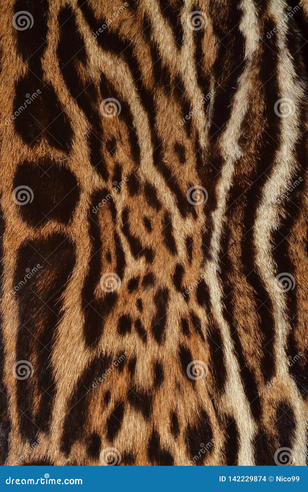 Jaguar Fur Background Texture Pattern Stock Photo - Image of coat ...
