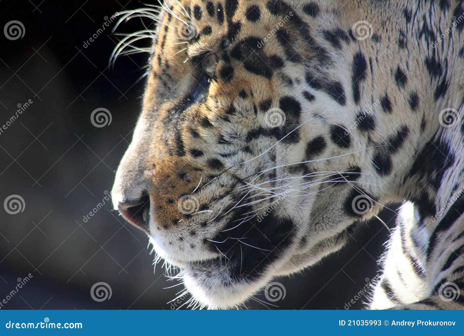 Jaguar. Hidden anger. stock image. Image of animals, cats - 21035993