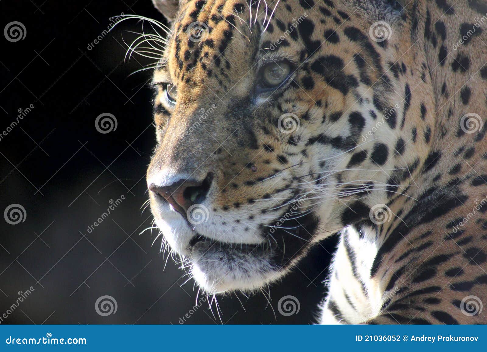 Jaguar. Hidden anger. stock photo. Image of animals, cats - 21036052