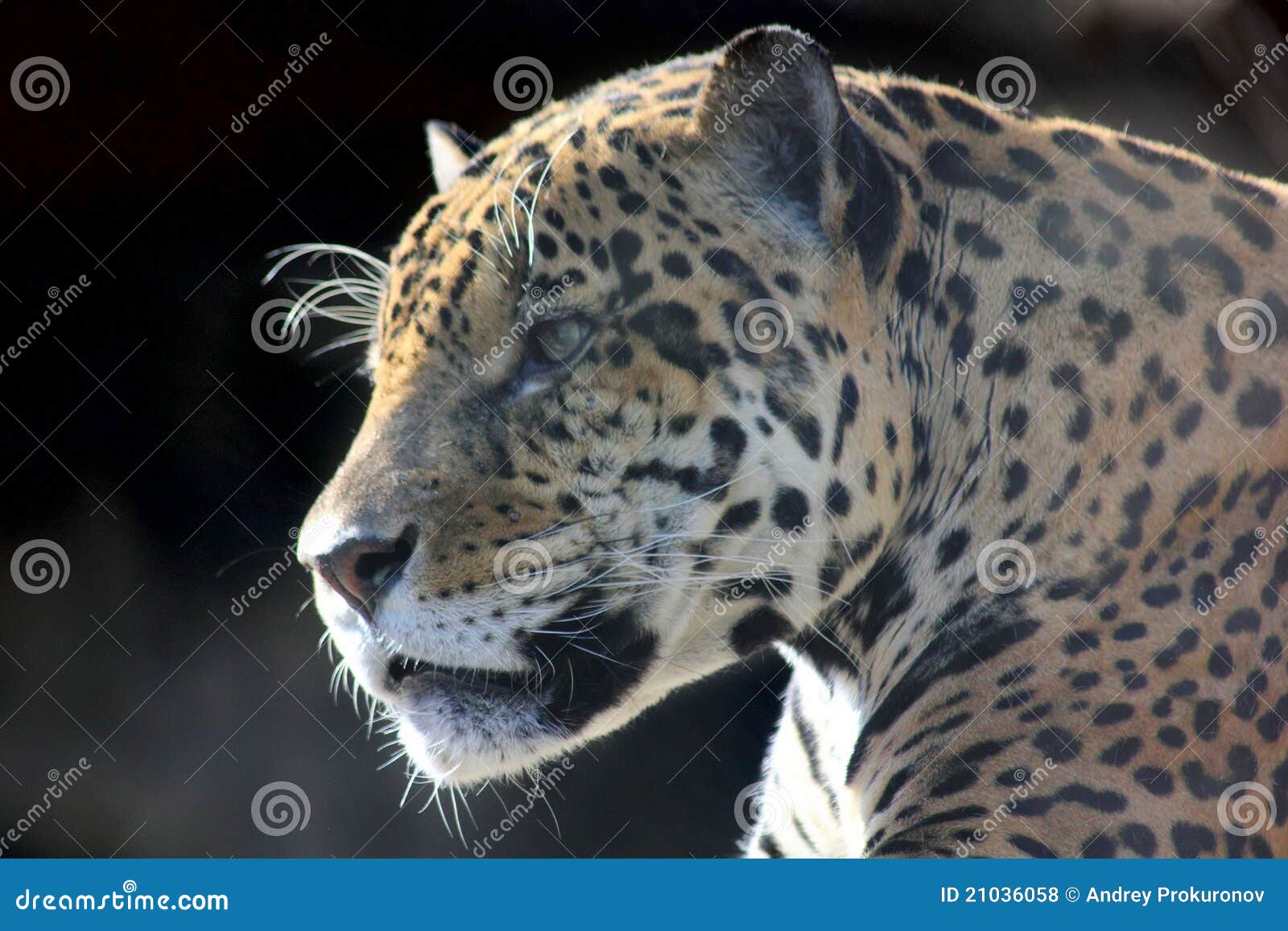 Jaguar. Hidden anger. stock photo. Image of faces, looking - 21036058