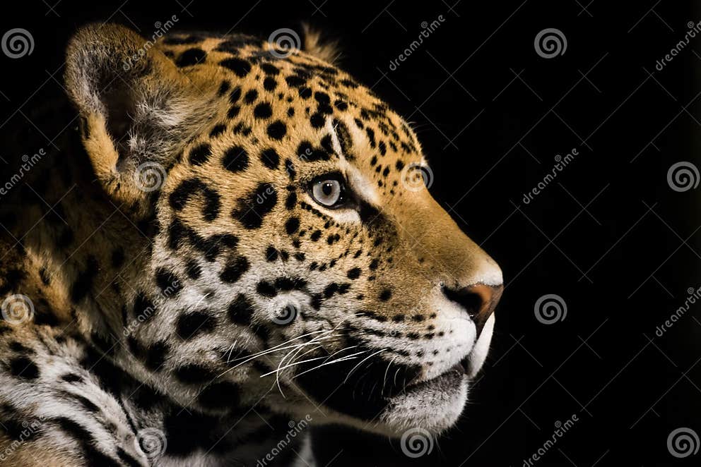 Jaguar III foto de archivo. Imagen de cubo, wisconsin - 40564386