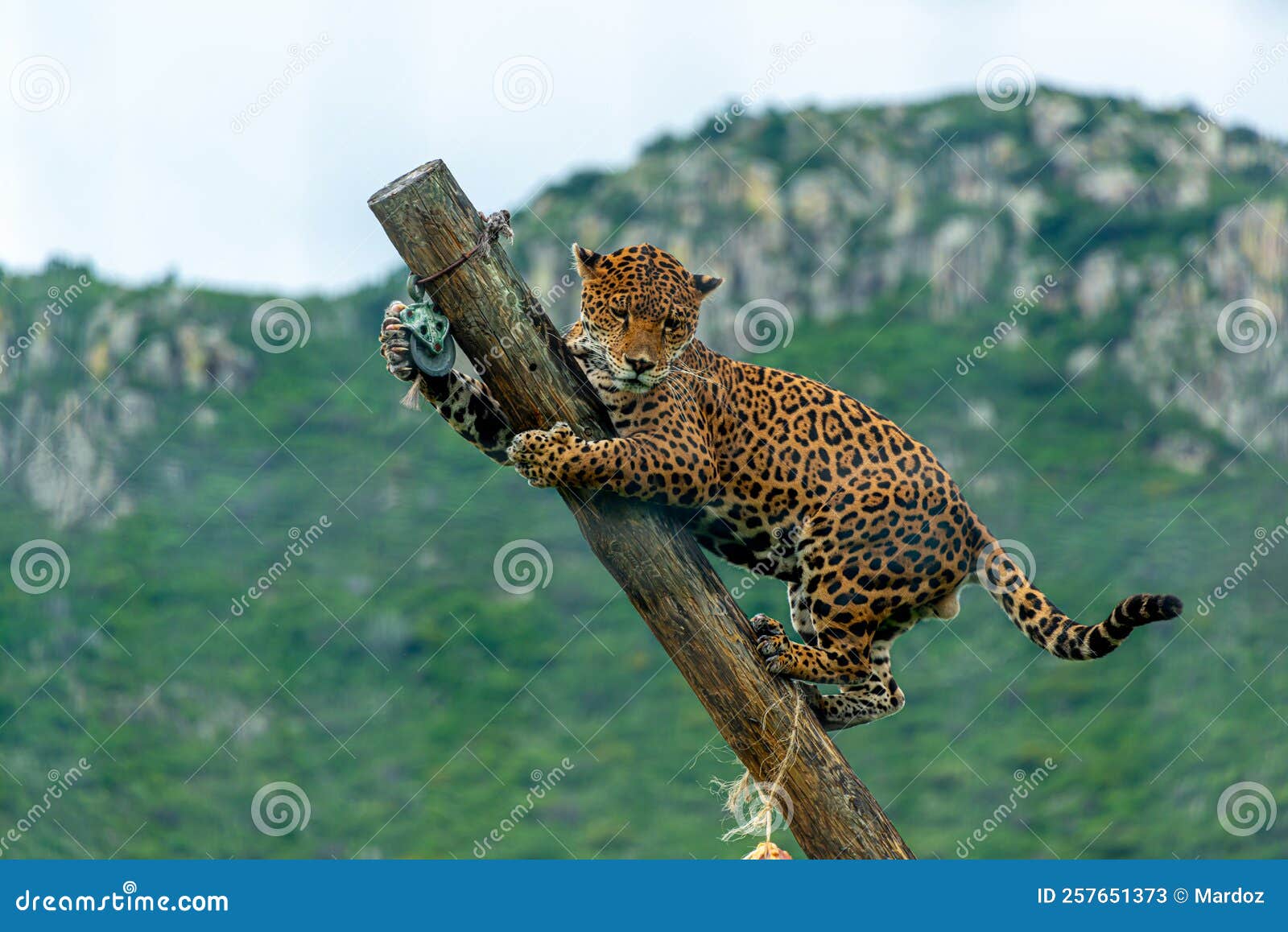 Jaguar in the mayan jungle stock image. Image of panther - 257651373