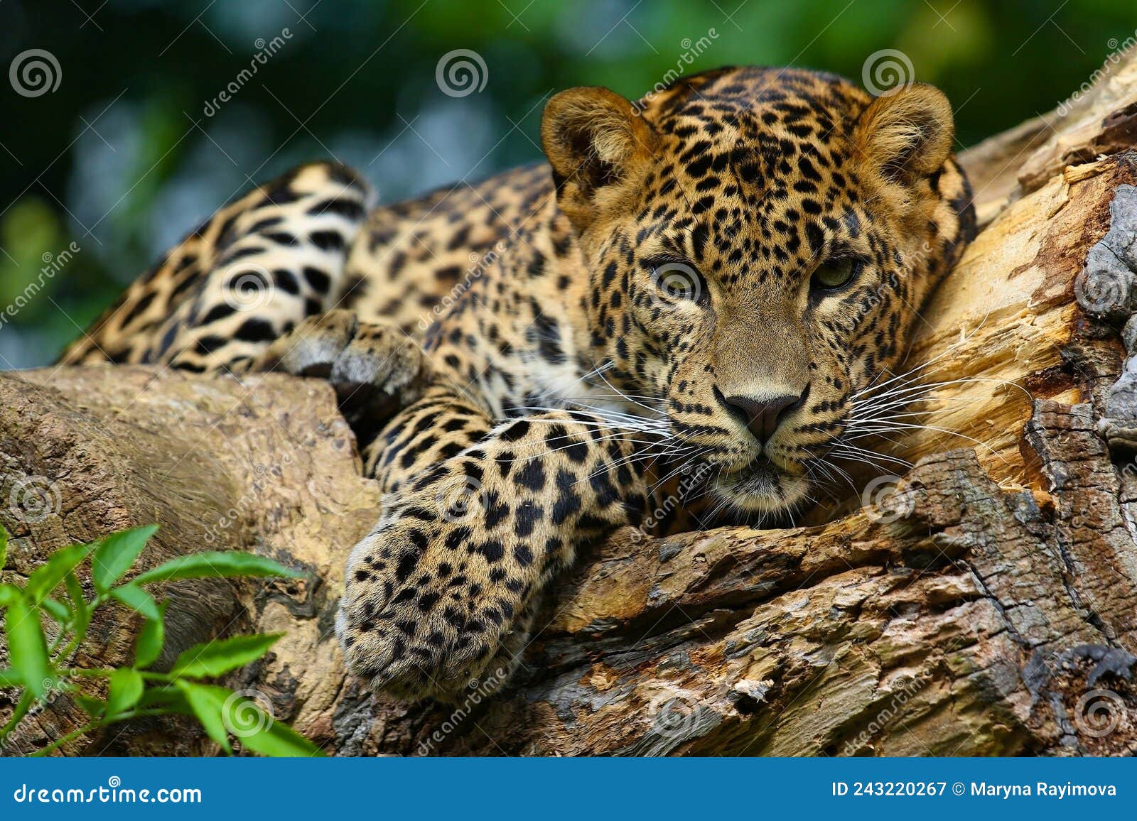 The jaguar lies on a tree. stock image. Image of leopard - 243220267