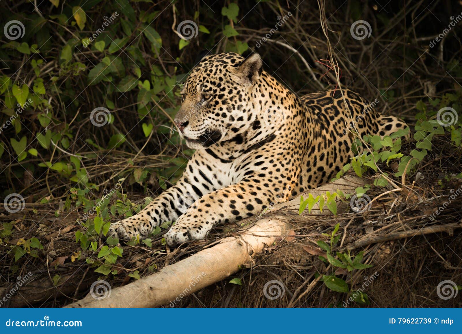 Jaguar Lying beside Log in Leafy Bushes Stock Image - Image of green ...