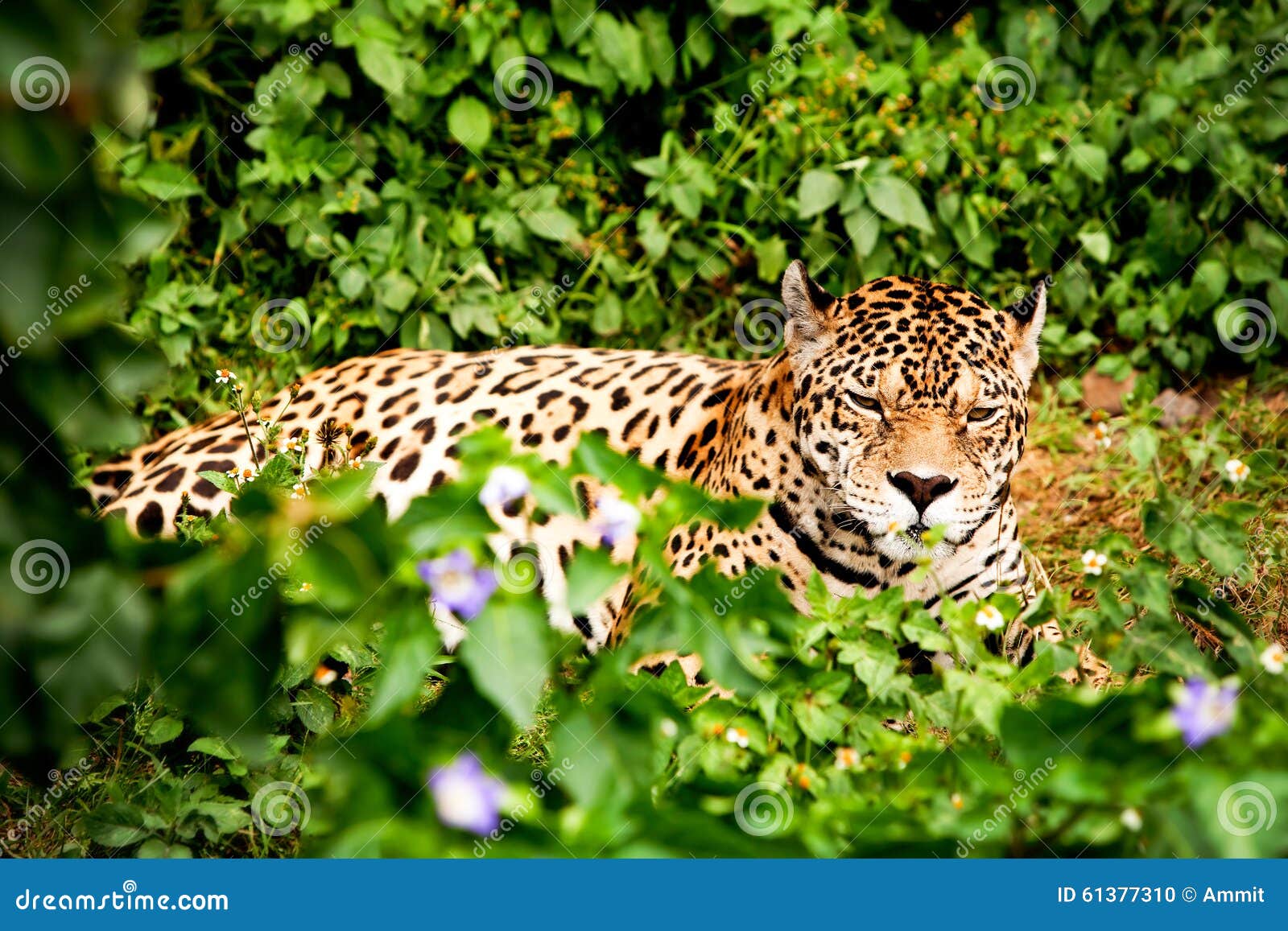 Jaguar Masculino En El Salvaje Foto de archivo - Imagen de agresivo ...