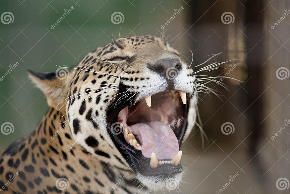 Jaguar Mouth Open stock photo. Image of cute, predator - 16132128