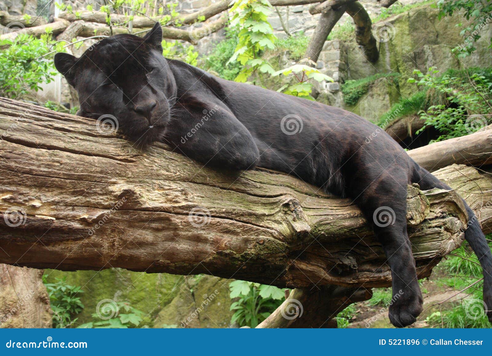 Jaguar negro foto de archivo. Imagen de exterior, anaranjado - 5221896