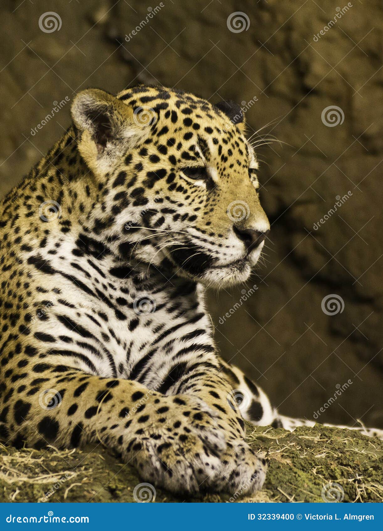 Jaguar stock photo. Image of feline, juvenile, nose, ears - 32339400