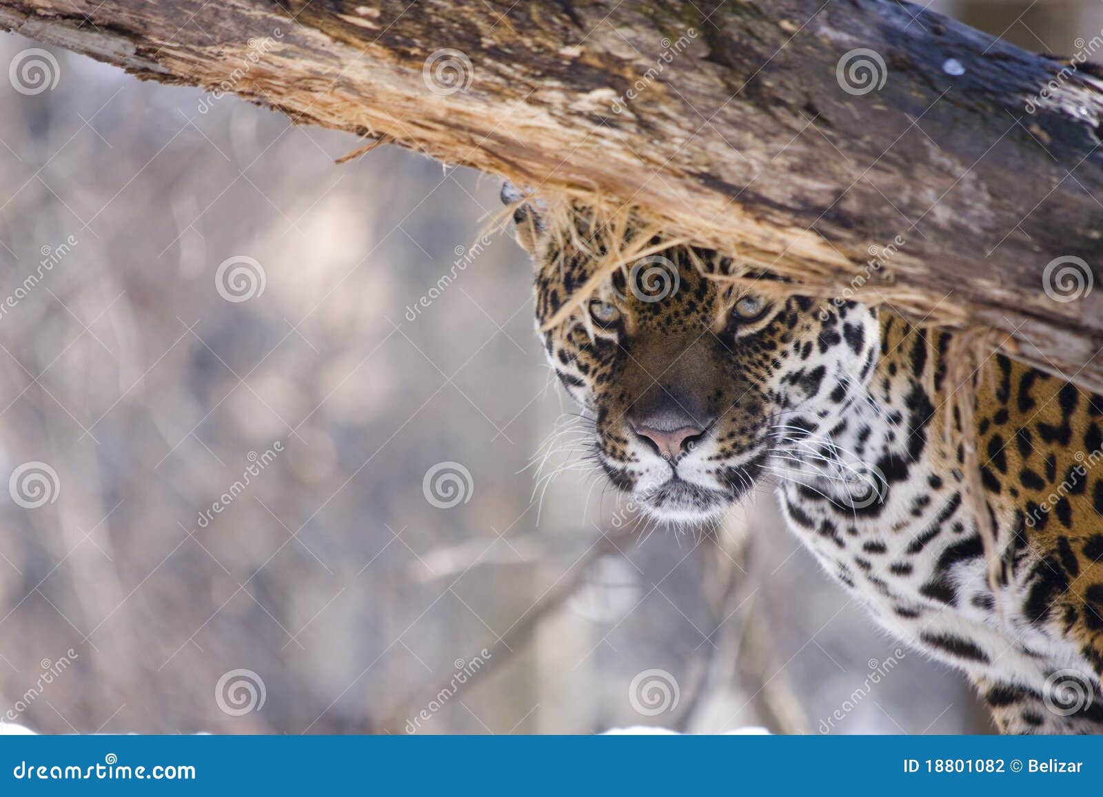 Jaguar Climbing Up A Tree