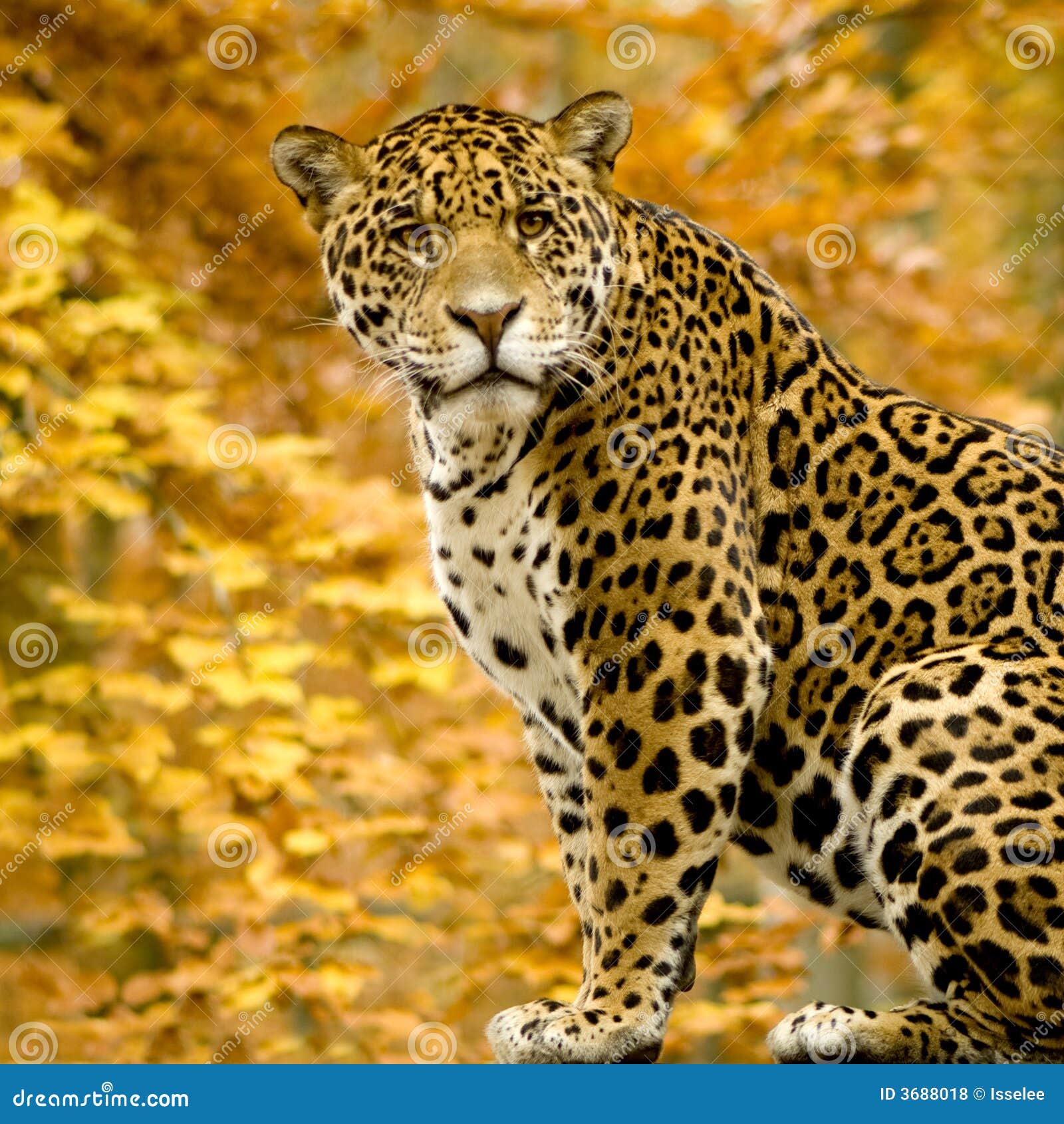 Jaguar - Panthera onca stock photo. Image of feline, hunter - 3688018