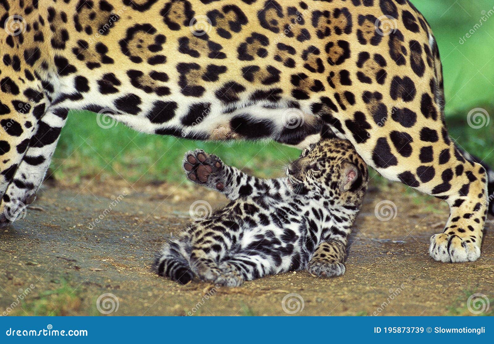 Jaguar, Panthera Onca, Female Playing with Cub Stock Image - Image of ...