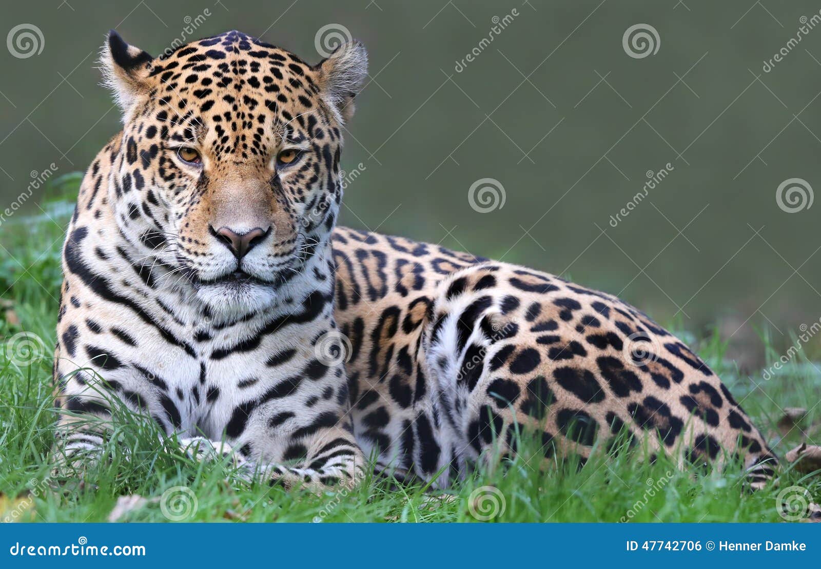 Jaguar (Panthera onca) stock photo. Image of amazon, beast - 47742706