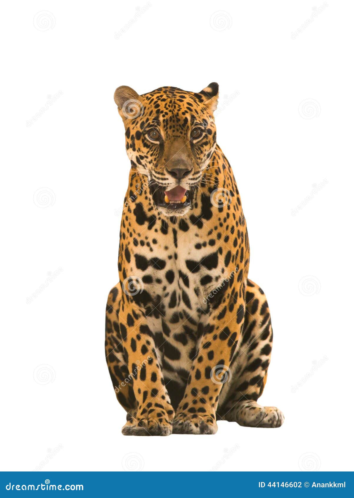 Jaguar ( Panthera Onca ) Isolated Stock Photo - Image of looking ...