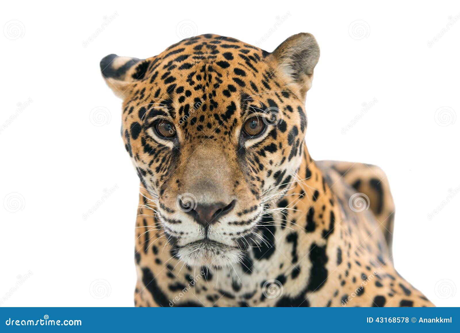 Jaguar ( Panthera Onca ) Isolated Stock Photo - Image of wildlife ...