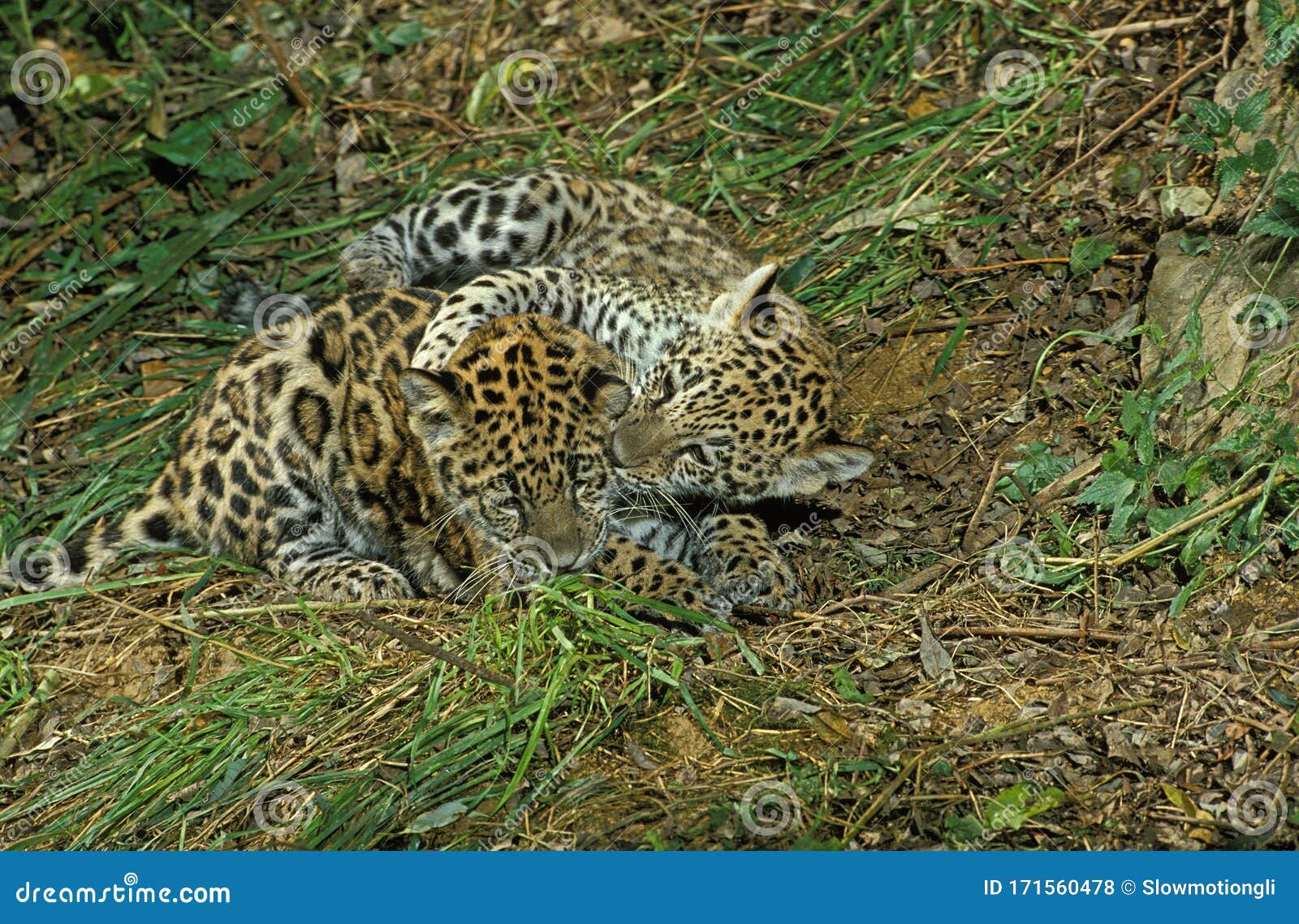 JAGUAR panthera onca stock photo. Image of profile, south - 171560478