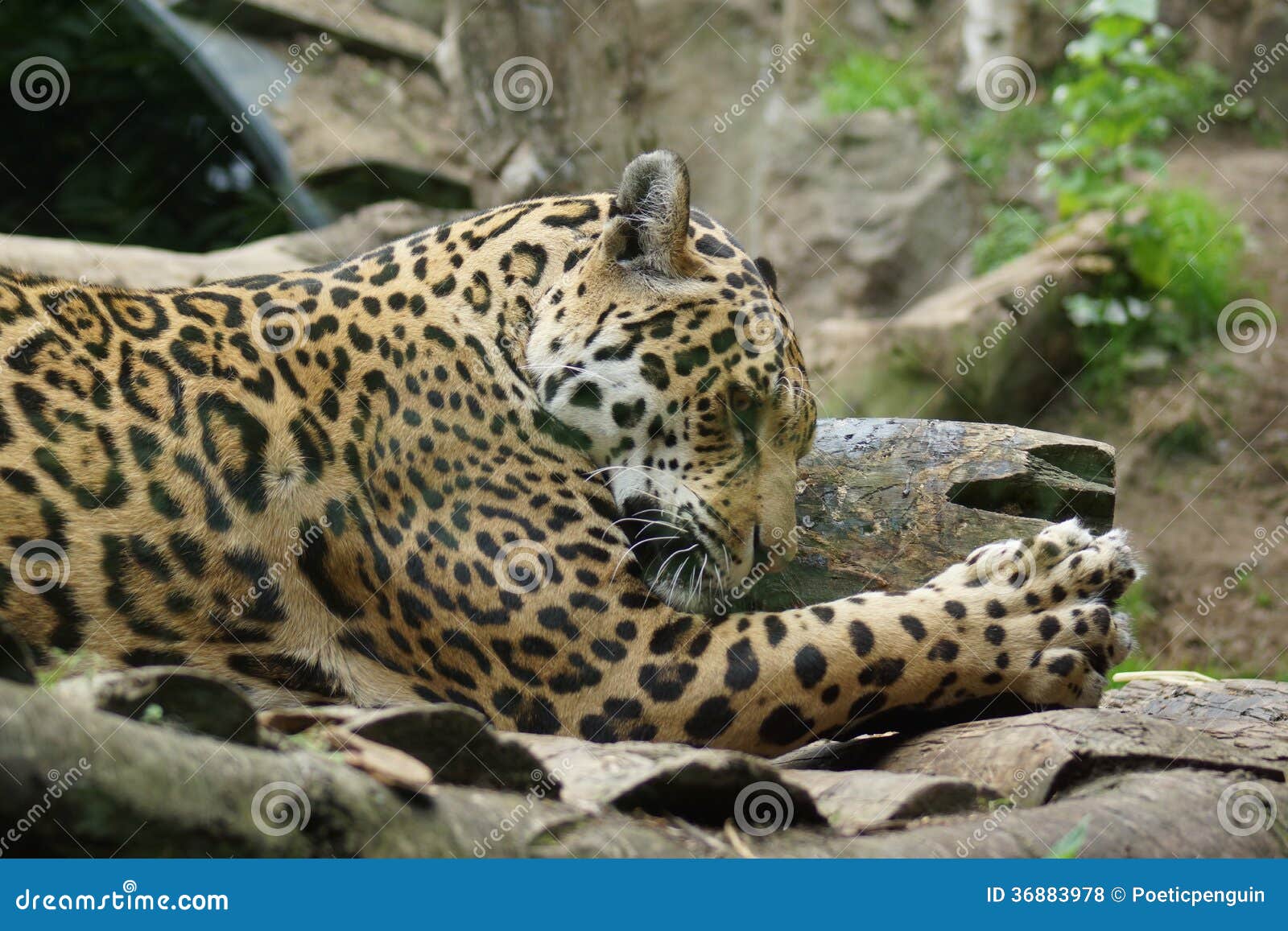 Jaguar - Panthera onca stock photo. Image of large, carnivora - 36883978