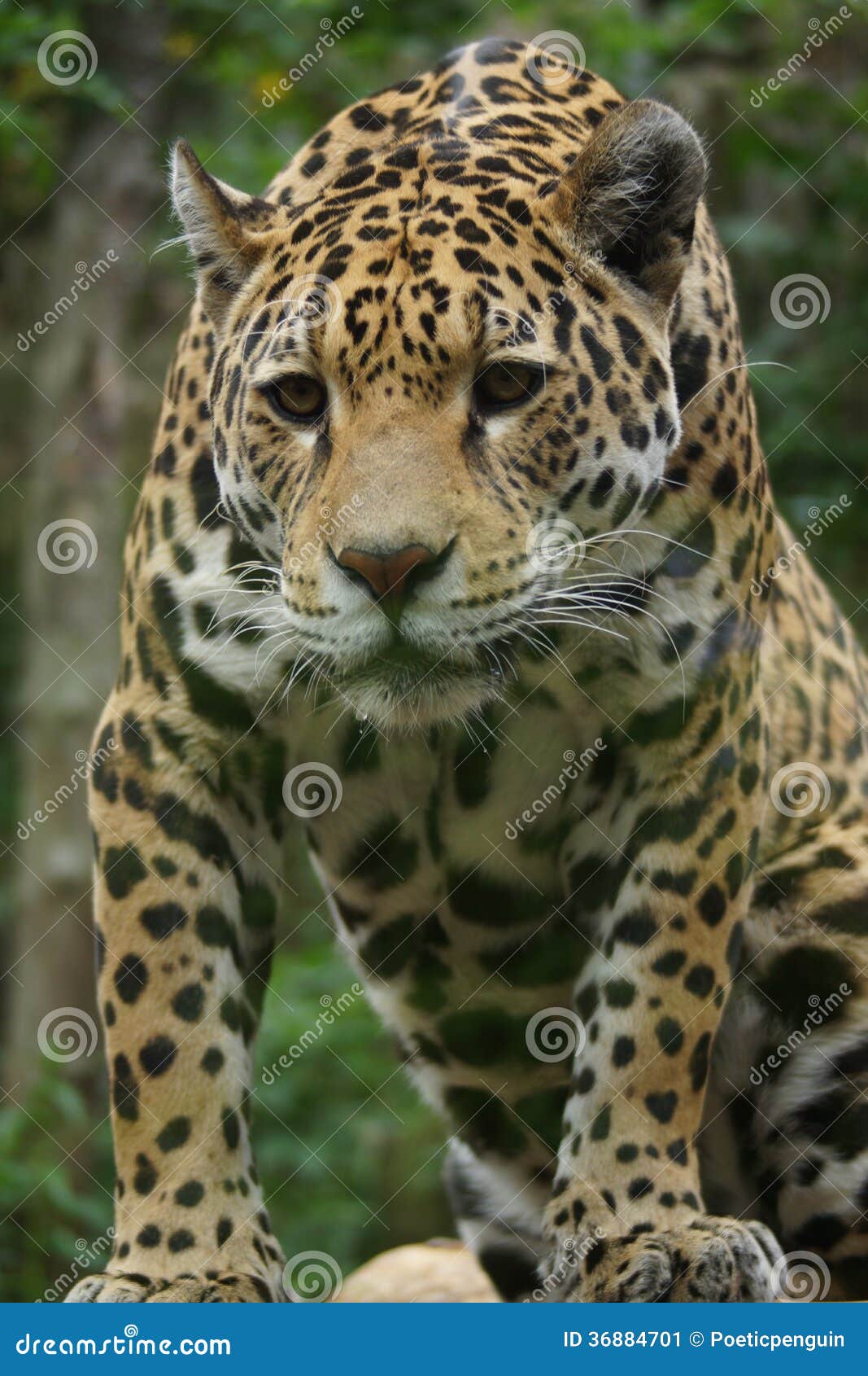 Jaguar - Panthera onca stock image. Image of carnivore - 36884701