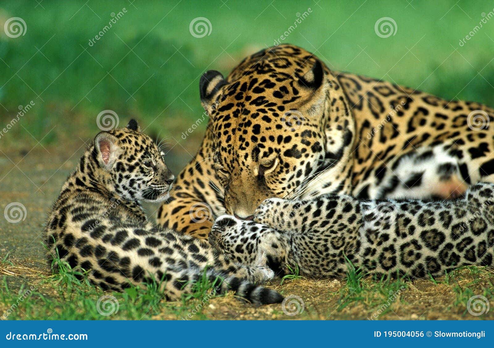 JAGUAR Panthera Onca, MOTHER with CUB Stock Photo - Image of jaguar ...