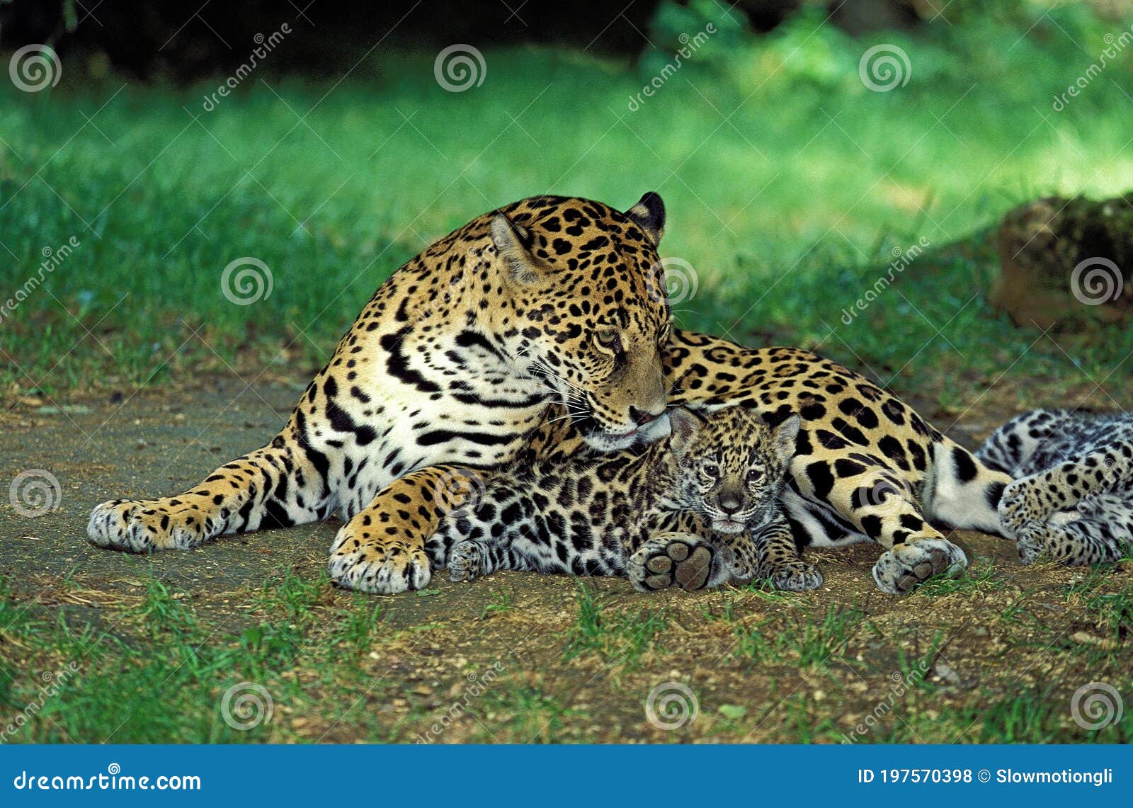 Jaguar, Panthera Onca, Mother with Cub Stock Photo - Image of female ...