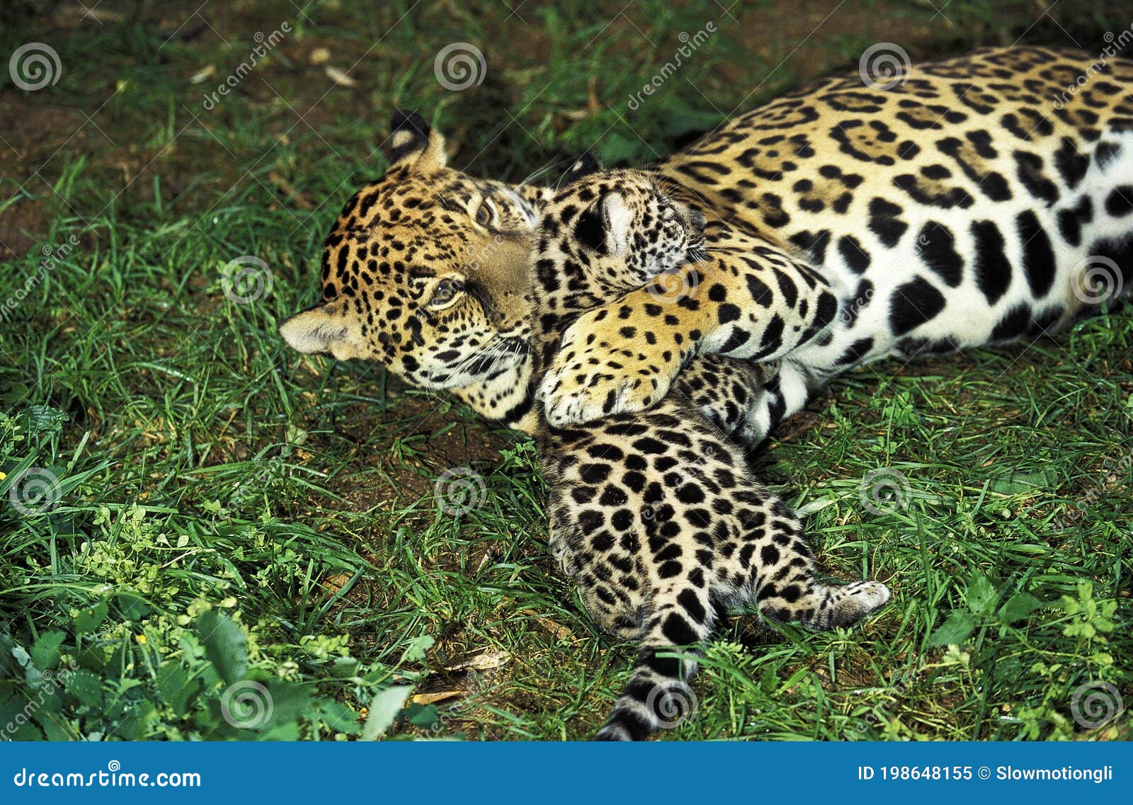 Jaguar, Panthera Onca, Mother and Cub Stock Image - Image of spotted ...