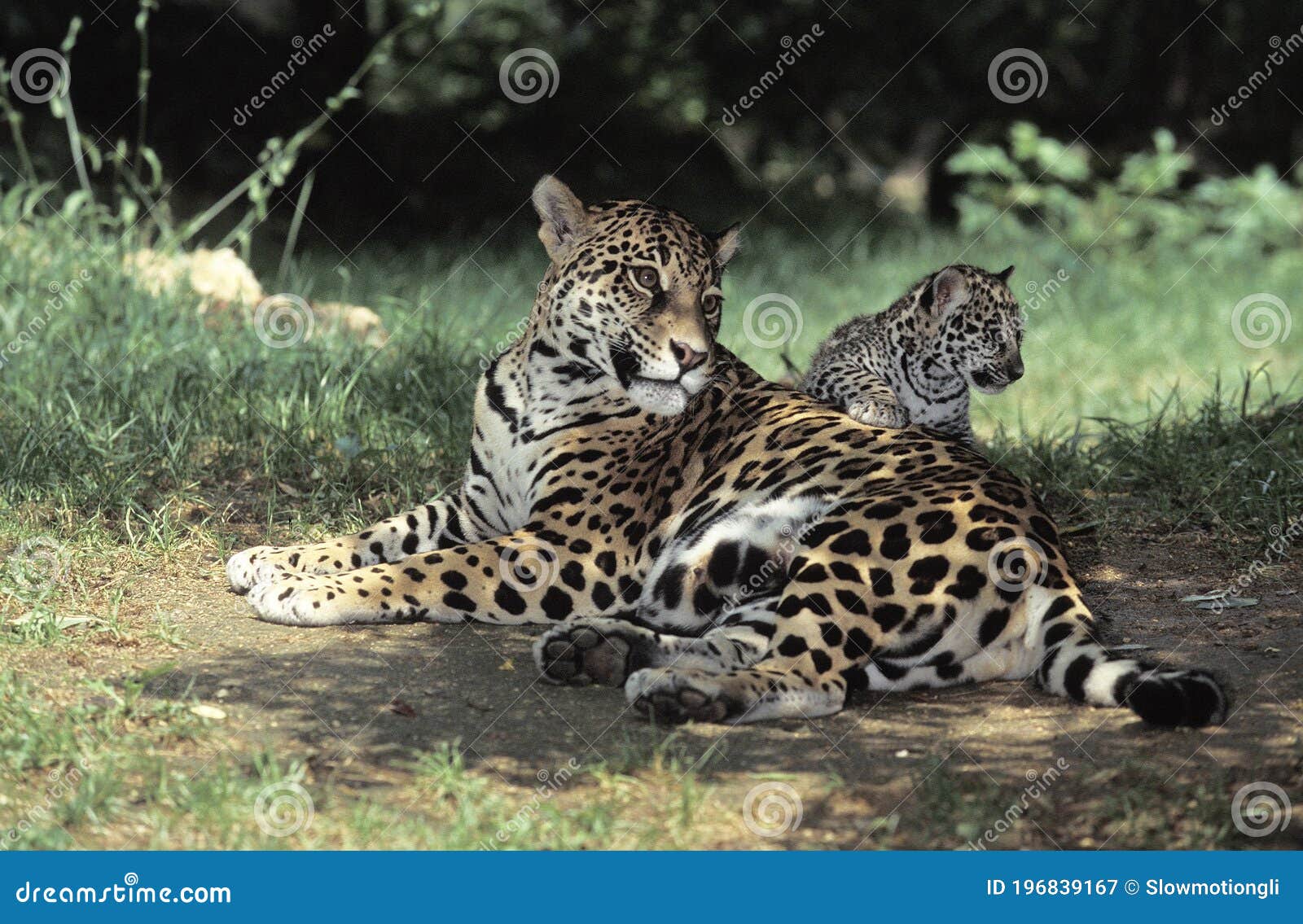 Jaguar, Panthera Onca, Mother with Cub Laying Stock Image - Image of ...
