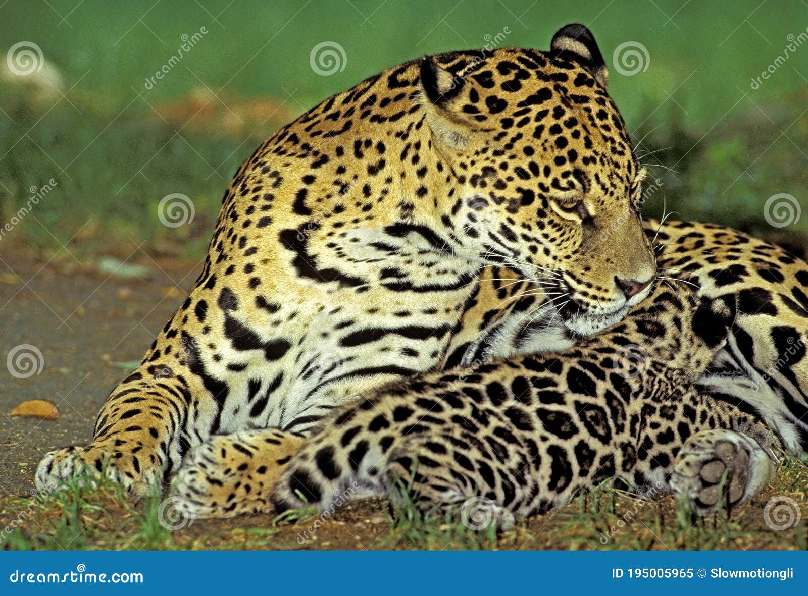 JAGUAR Panthera Onca, MOTHER with CUB SUCKLING Stock Image - Image of ...