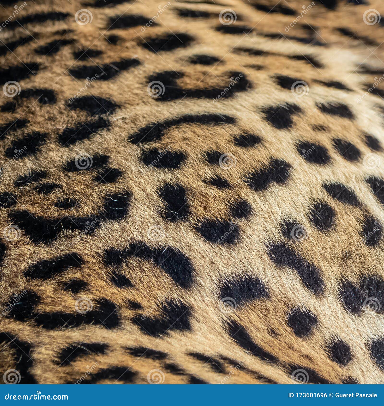 Jaguar, Pattern on the Skin Stock Photo - Image of danger, leopard ...