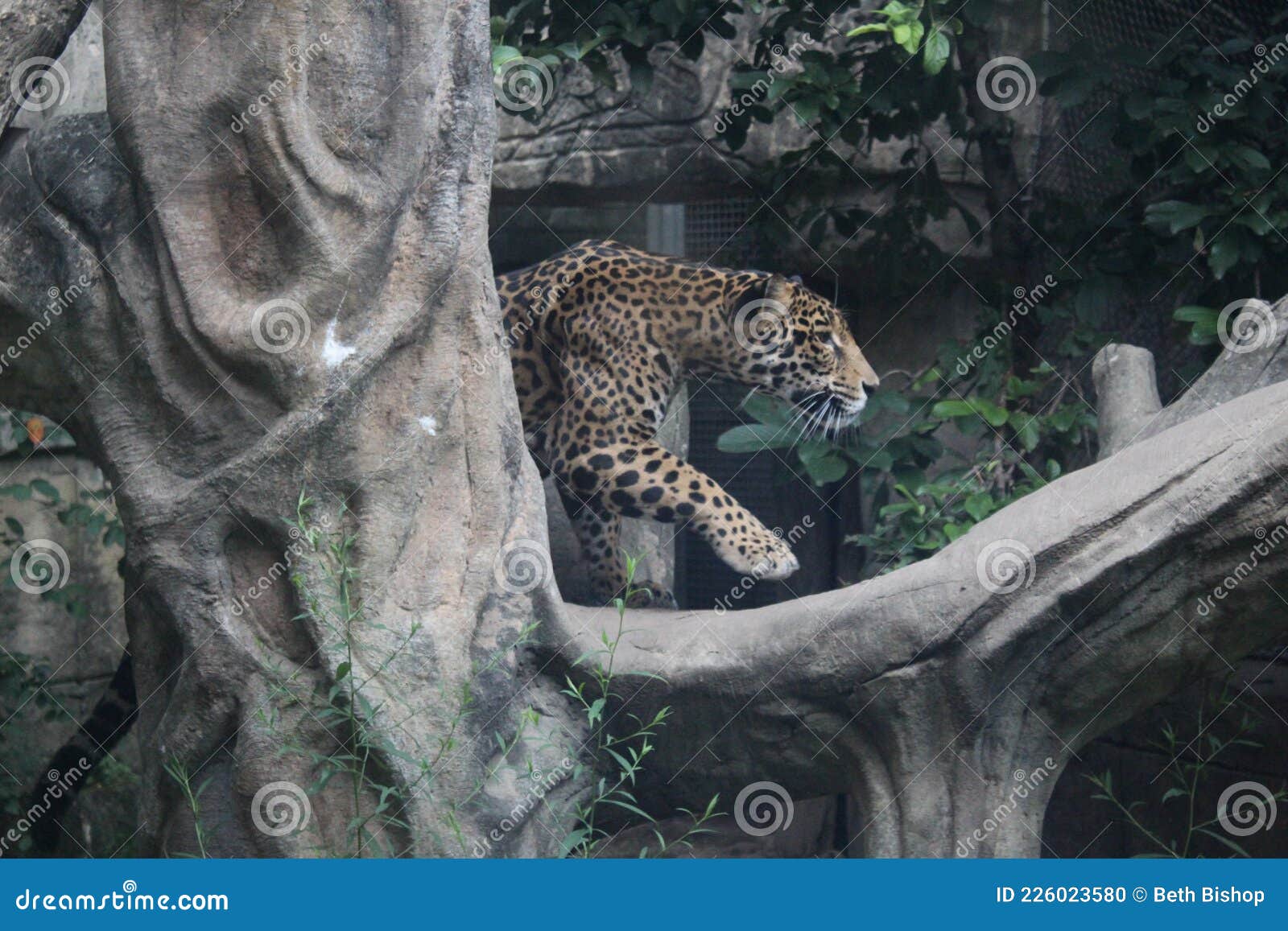 A Jaguar Peeking Out from Behind a Tree Stock Photo - Image of ...