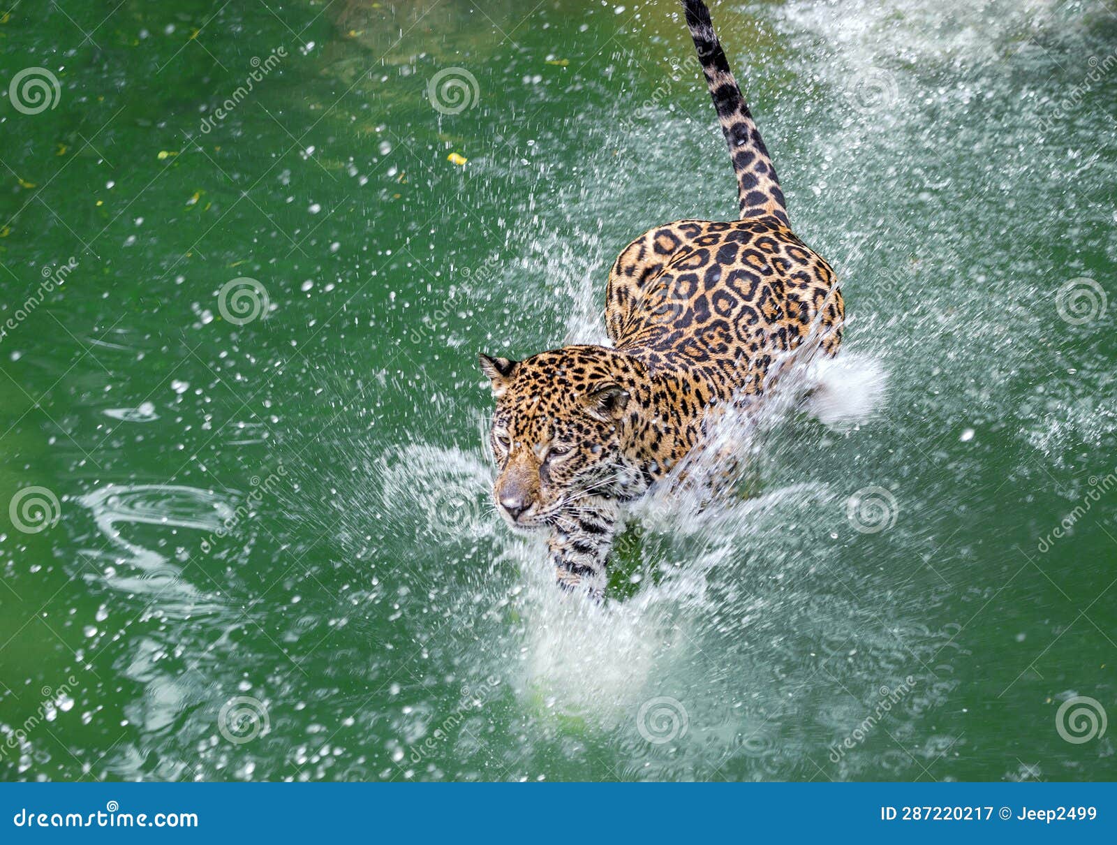 Jaguar play in the water. stock image. Image of hunter - 287220217