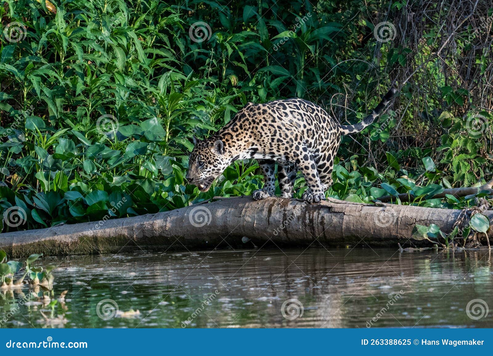 Jaguar Poised To Jump into the River Stock Image - Image of grosso ...