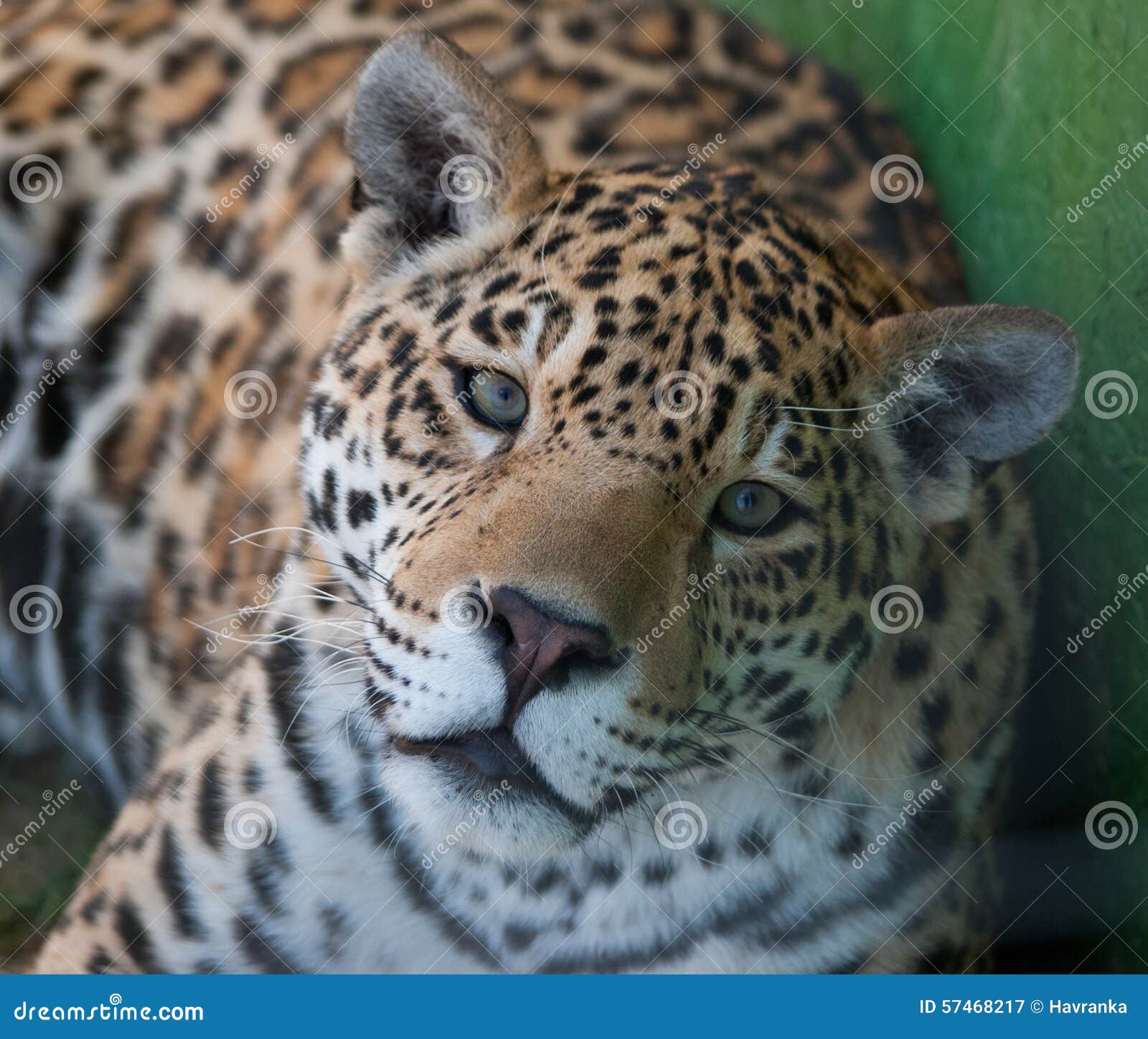 Jaguar portrait stock image. Image of southamerica, portrait - 57468217