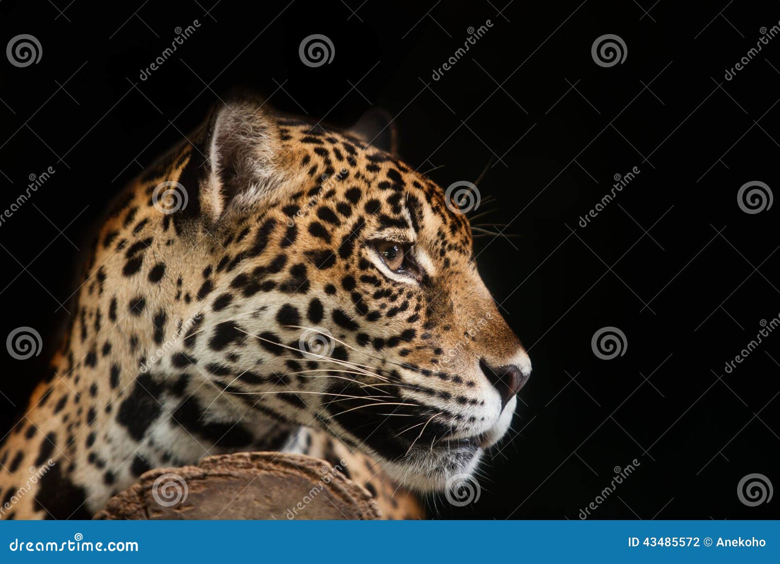 Jaguar portrait stock photo. Image of white, nose, panther - 43485572