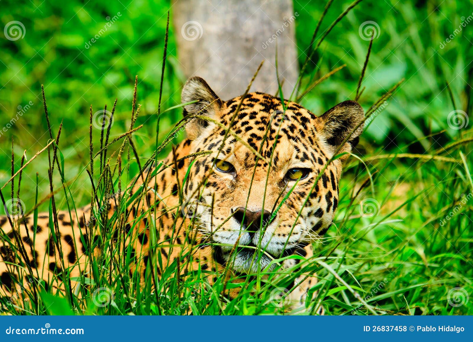 Jaguar Que Mira Fijamente Usted Foto de archivo - Imagen de rusia ...