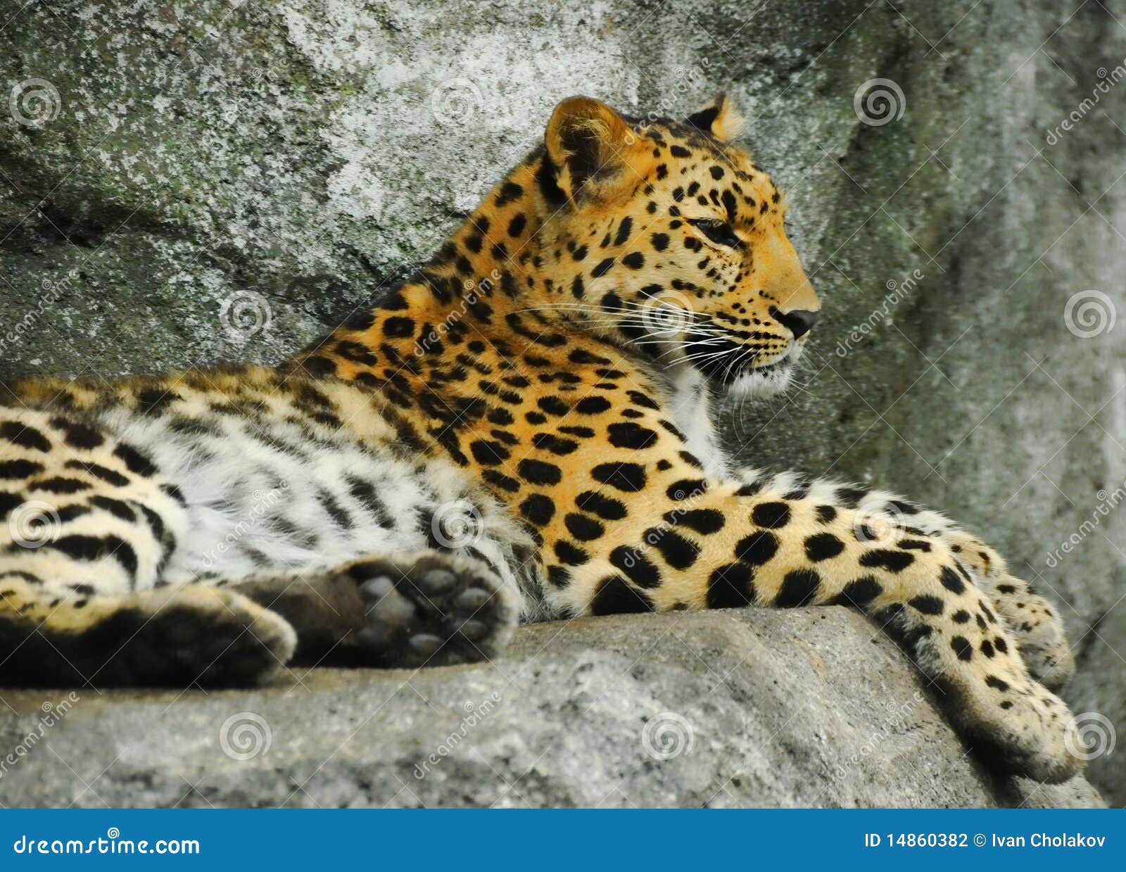 Jaguar resting stock photo. Image of lying, animal, habitat - 14860382 Jaguar resting stock photo. Image of lying, animal, habitat - 14860382