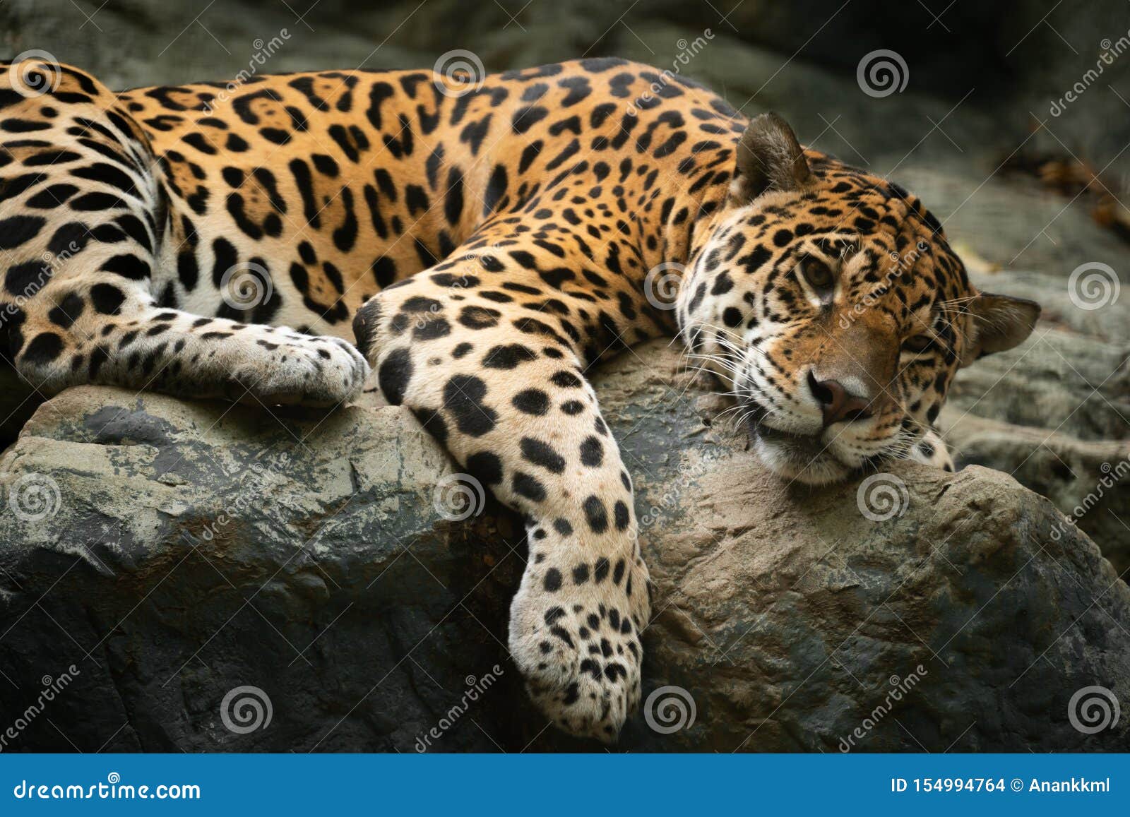 Jaguar resting on the rock stock photo. Image of jaguar - 154994764 Jaguar resting on the rock stock photo. Image of jaguar - 154994764